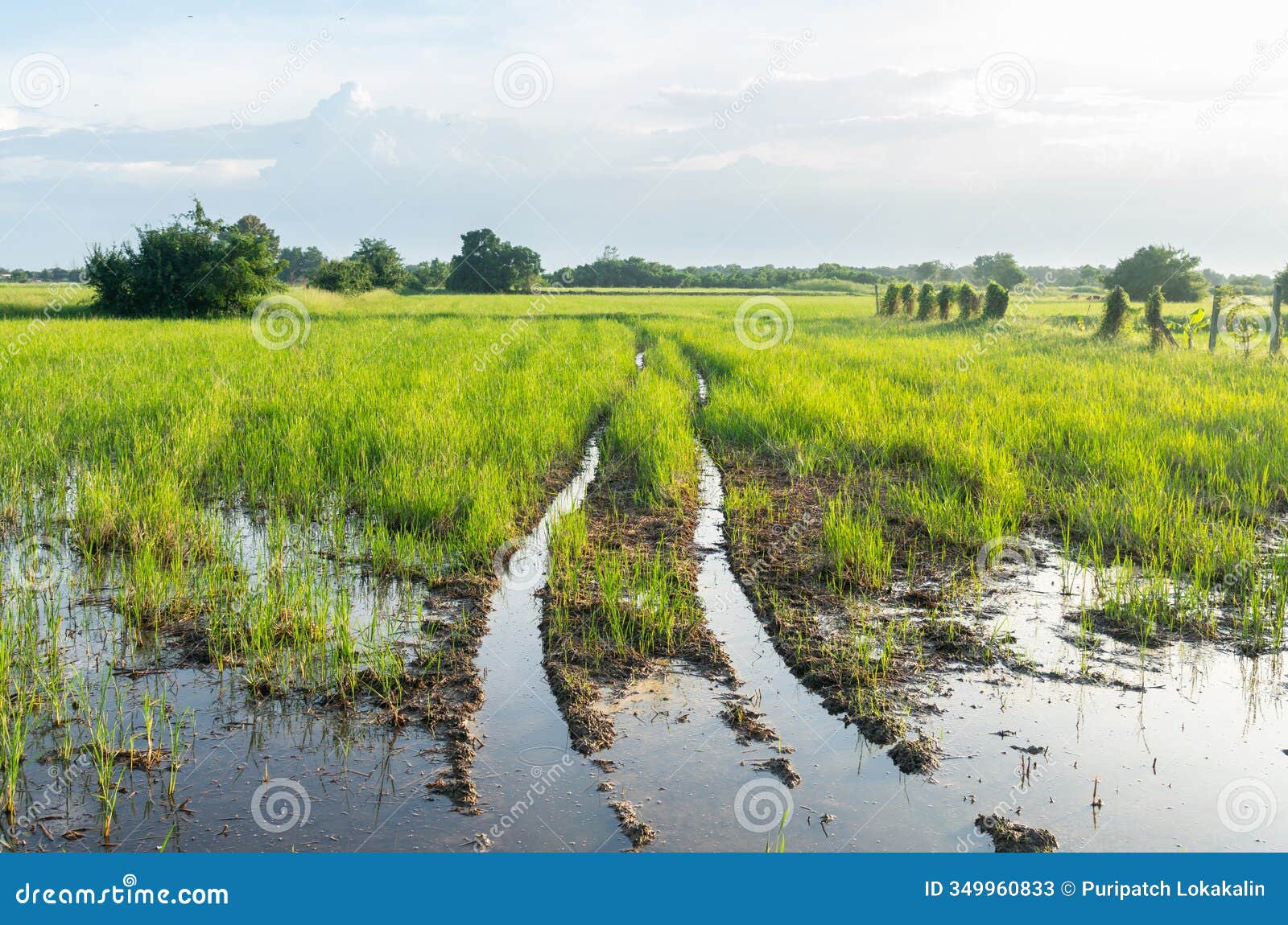 Tractor tire tracks stock image. Image of vegetable - 349960833