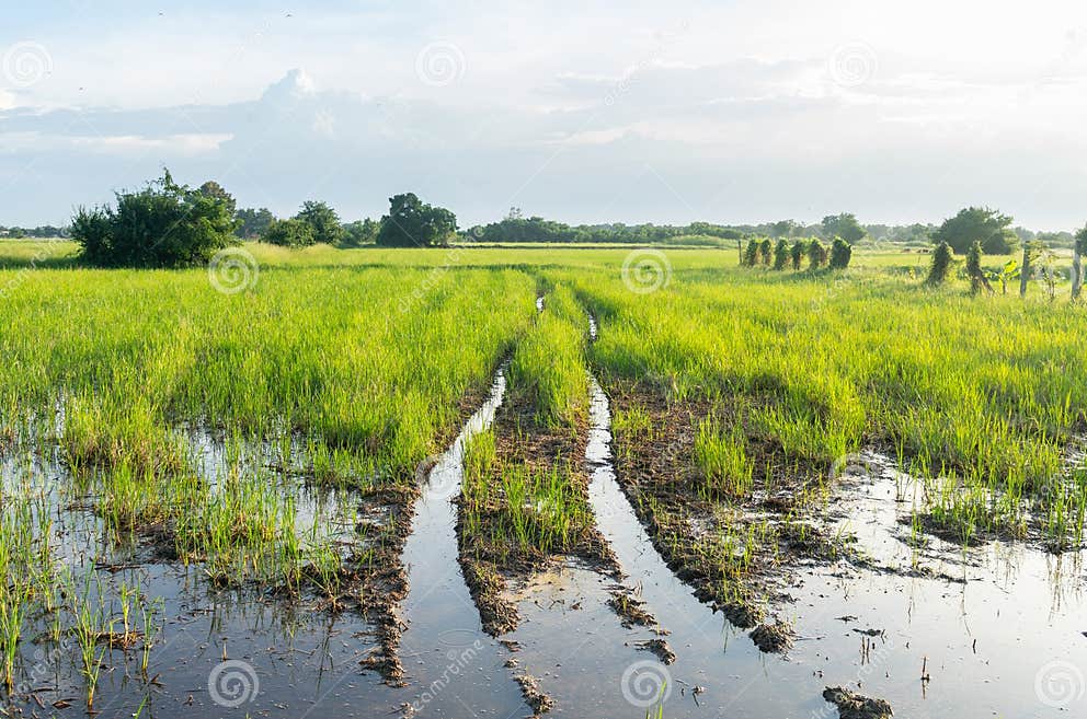 Tractor tire tracks stock image. Image of vegetable - 349960833