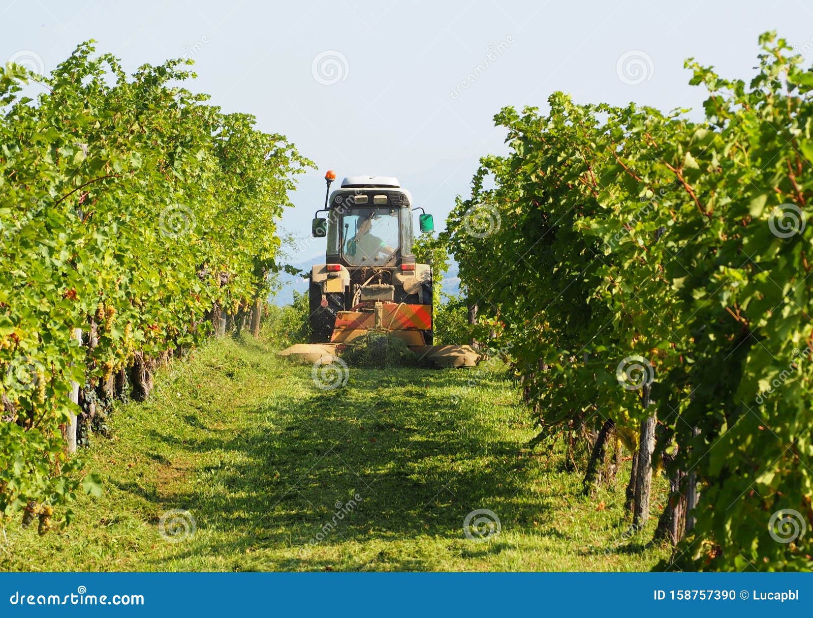 Tractor Towing a Grass Cutting Machine among Rows of a Vineyard Stock ...