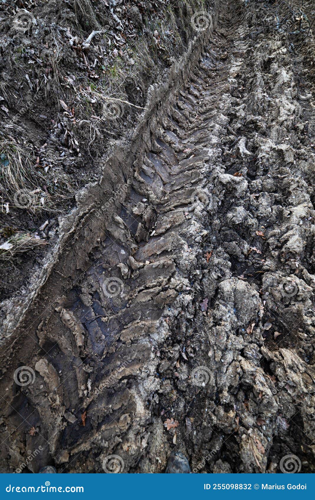 Tractor Track on the Forest Road Stock Photo - Image of pattern, track ...