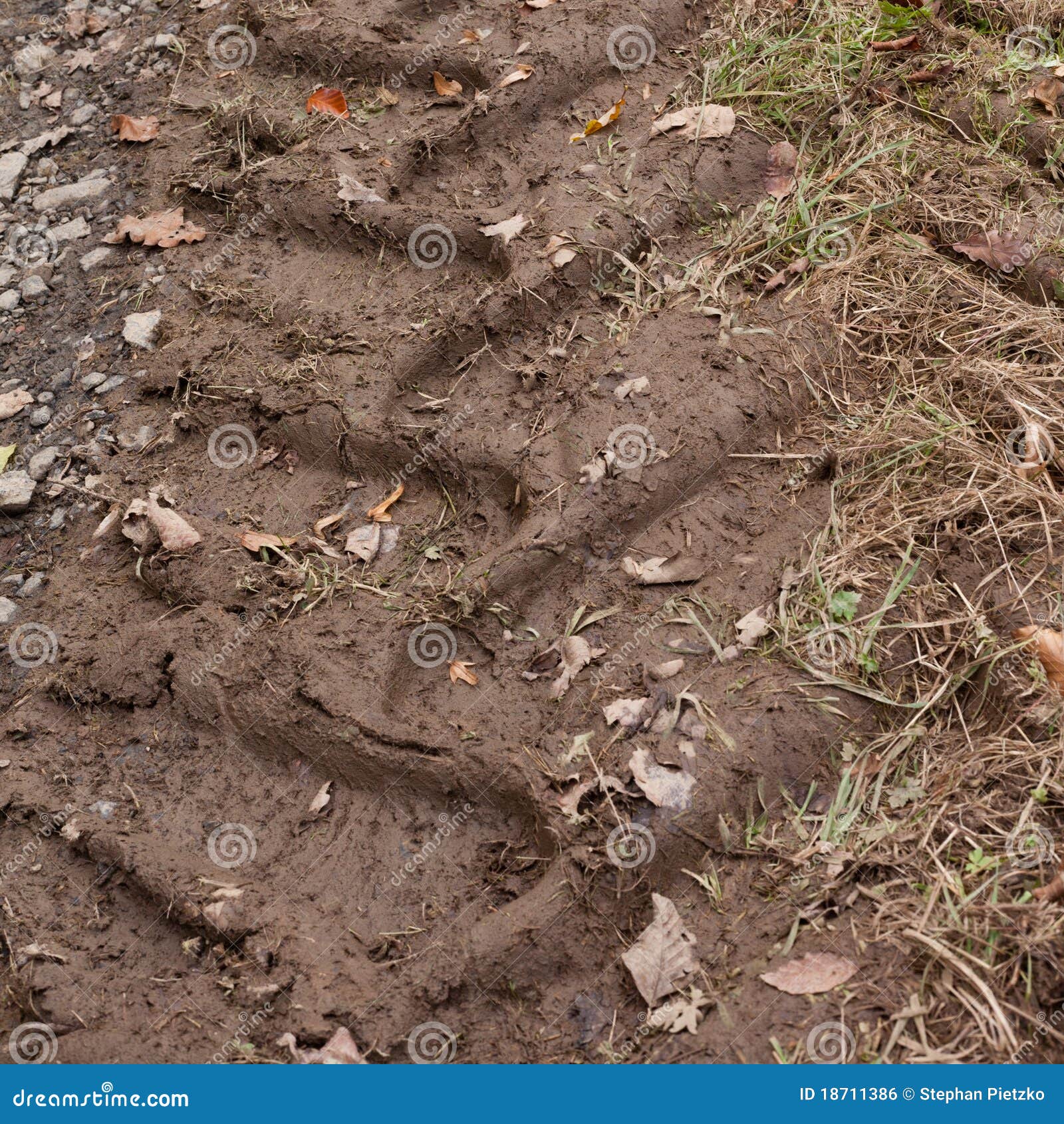 Tractor Tracks in the Mud stock photo. Image of field - 18711386