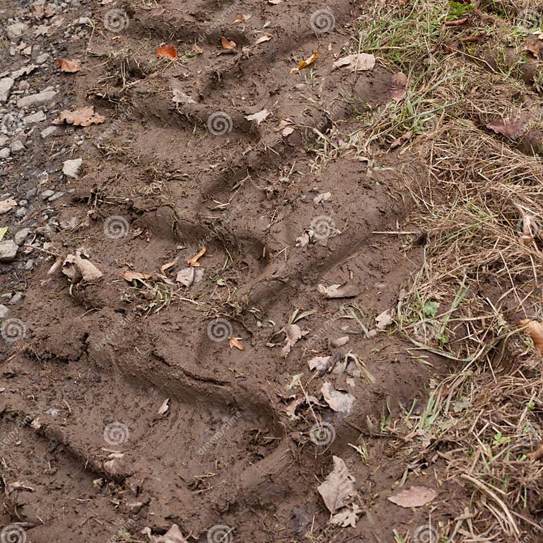 Tractor Tracks in the Mud stock photo. Image of field - 18711386