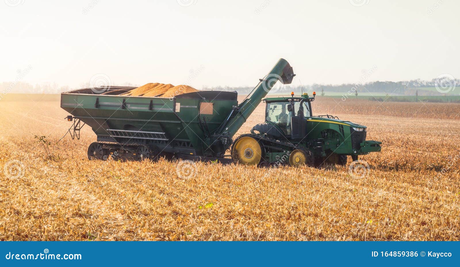 Tractor with Trailer Full of Grain on Corn Field Stock Photo - Image of ...