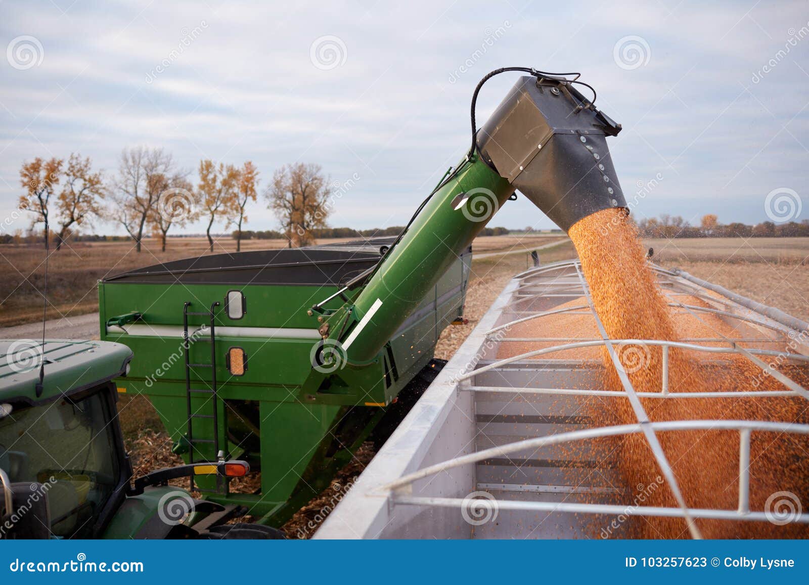 Tractor and Trailer Offloading Corn into a Semi Stock Image - Image of ...