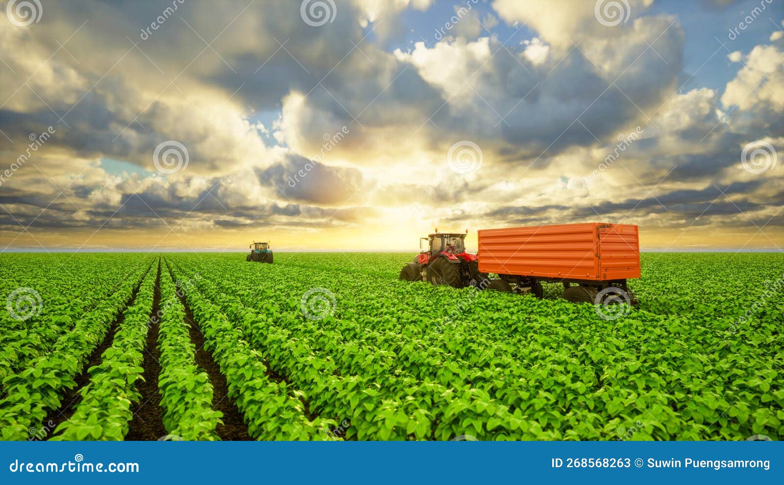 Tractor Trailer on Soybean Field at Sunset, 3d Render Stock ...