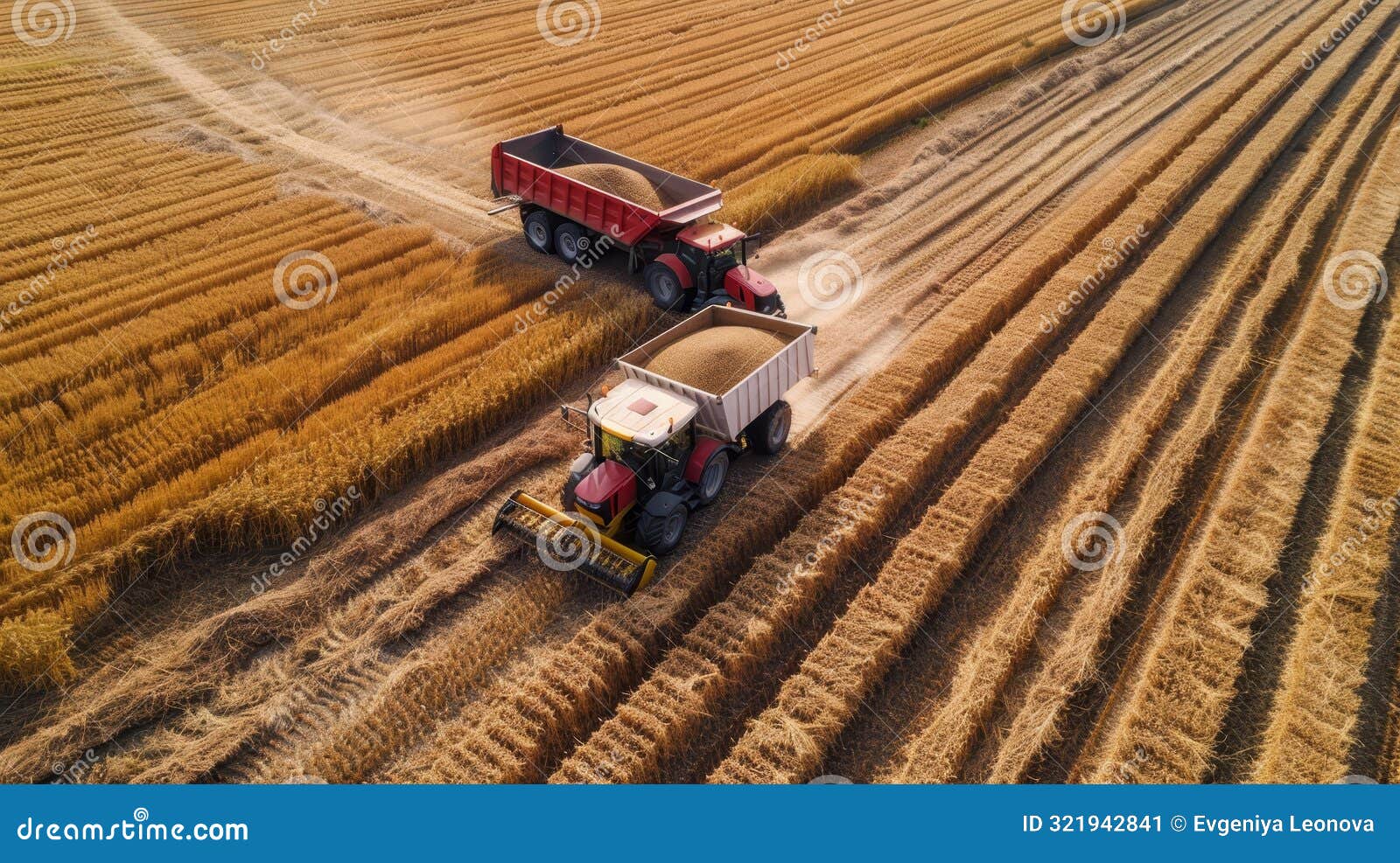 Tractor Transferring Harvested Grain in Fields To a Truck for Efficient ...