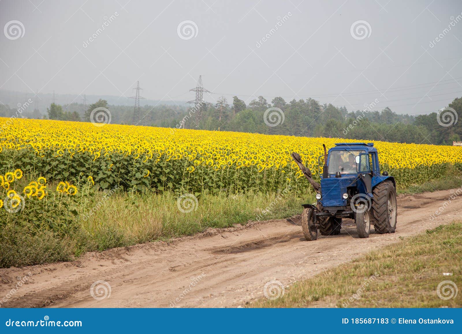 The Tractor Travels Along the Field of Sunflowers Stock Image - Image ...