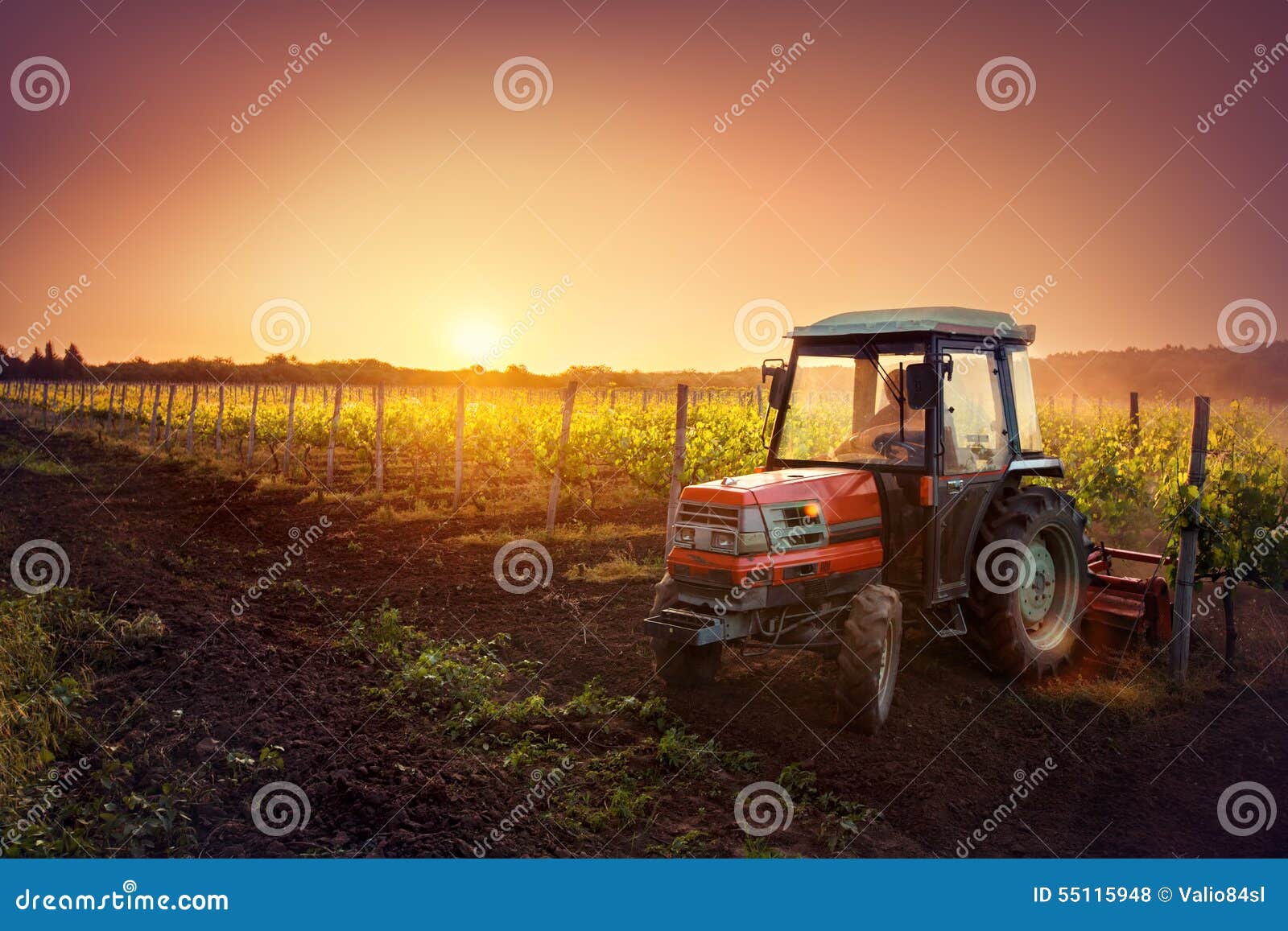 Tractor in the Vineyard at Sunset Stock Photo - Image of agricultural ...