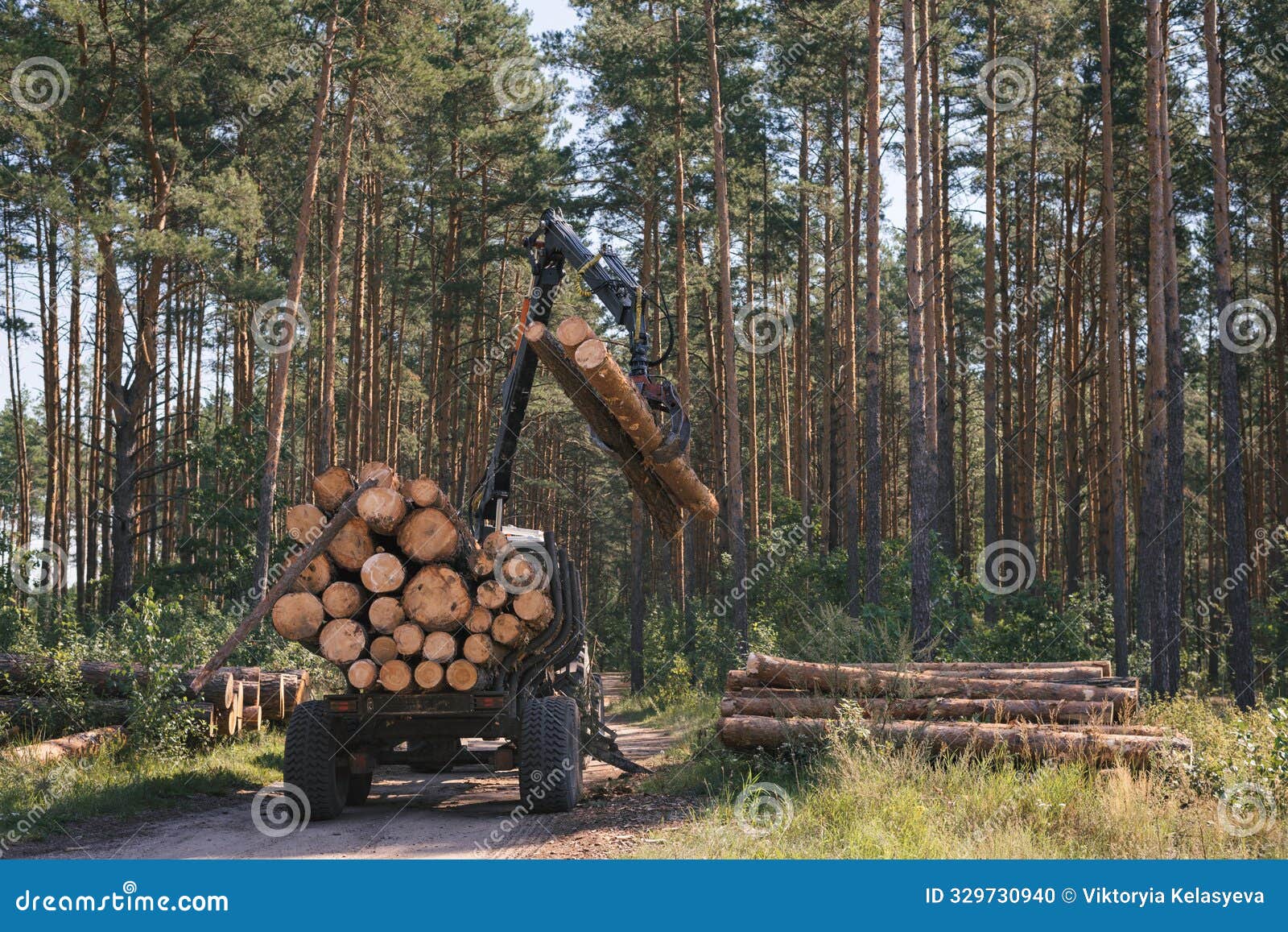Tractor Works in the Forest. Timber Harvesting Stock Photo - Image of ...