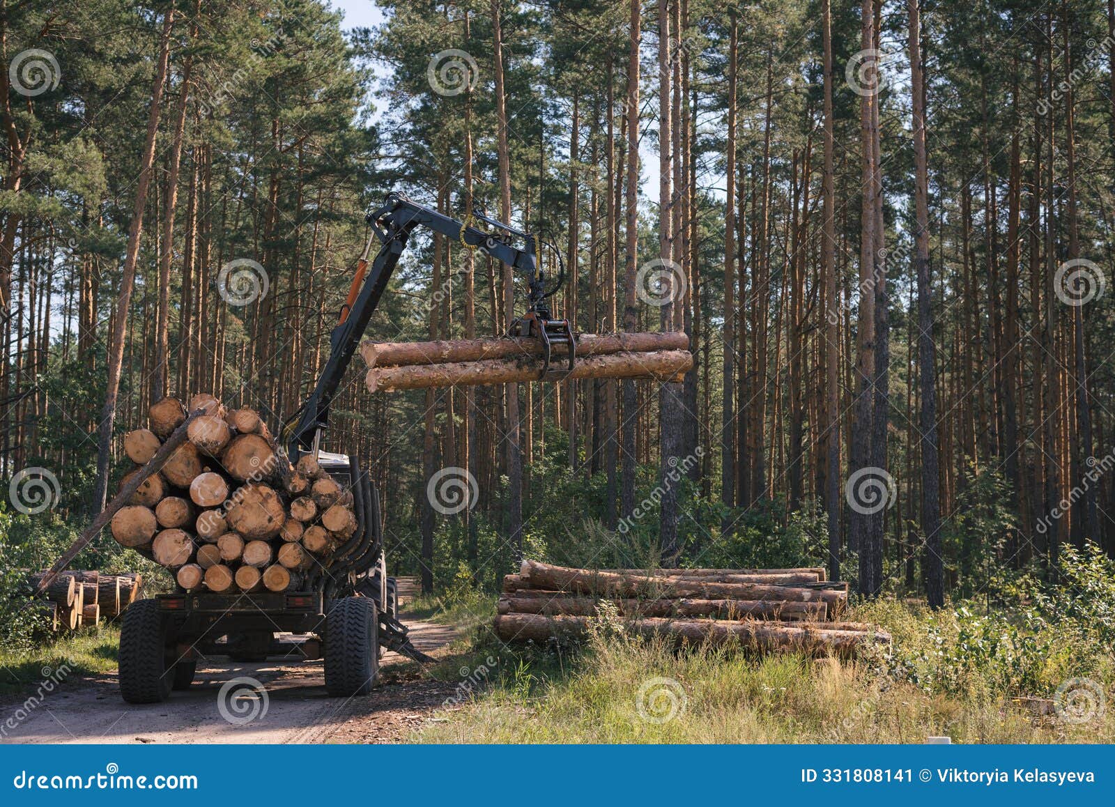 Tractor Works in the Forest. Timber Harvesting Stock Image - Image of ...