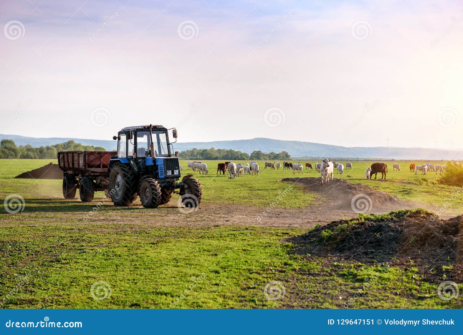 Tractor Y Vacas En La Granja Imagen de archivo - Imagen de ganados ...