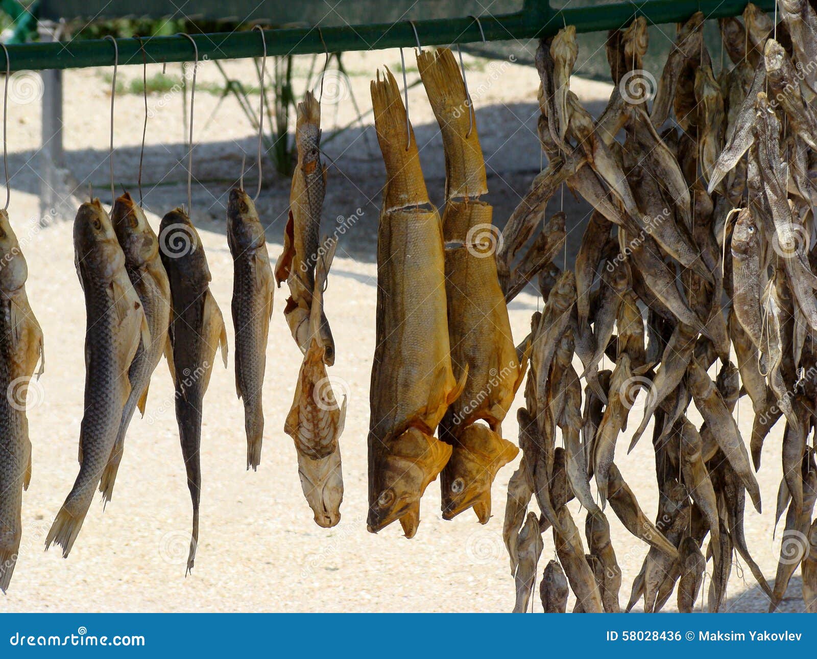 Trade of fish stock photo. Image of stockfish, food, tree - 58028436