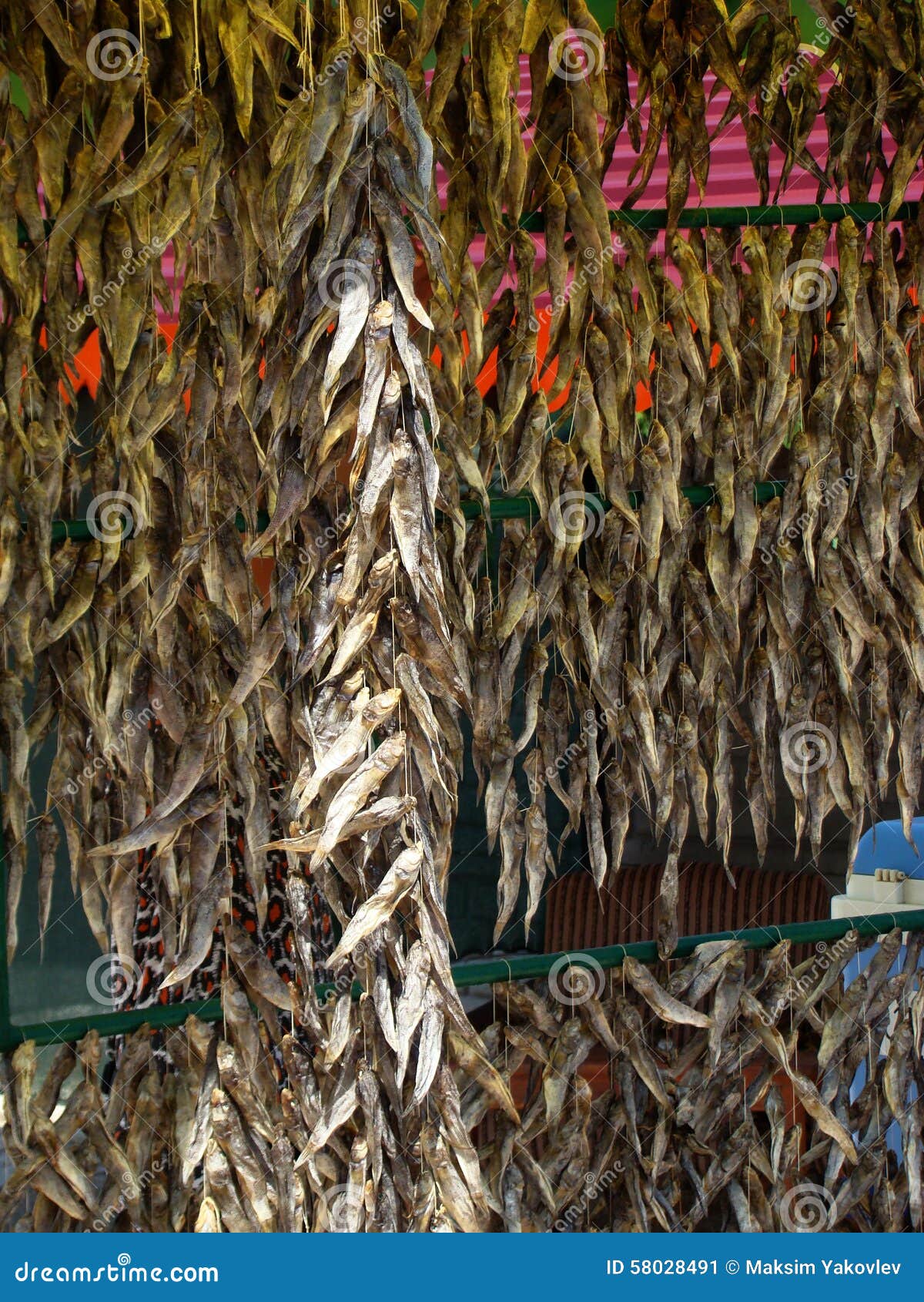 Trade of fish stock image. Image of fish, dried, tree - 58028491