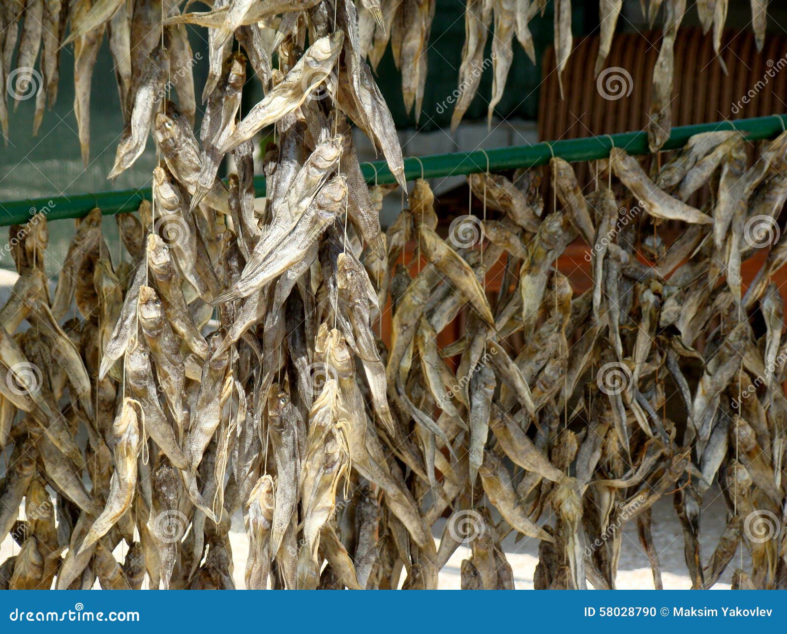 Trade of fish stock photo. Image of species, tarnica - 58028790