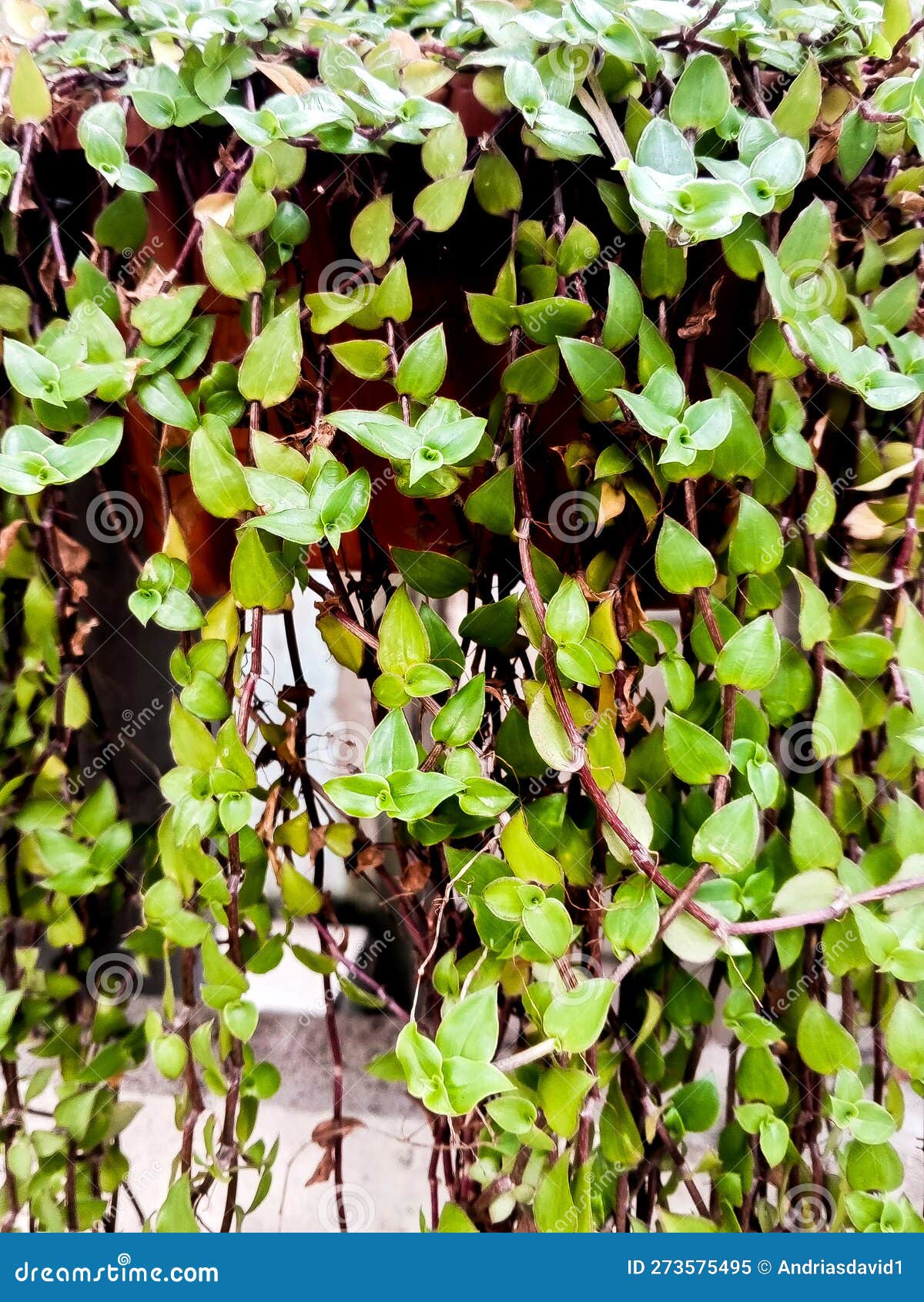 Tradescantia Fluminensis in a Pretty Pot Stock Image - Image of ...