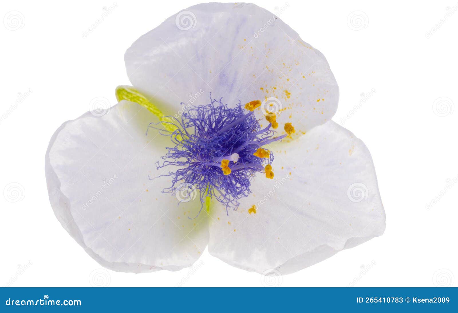 Tradescantia Garden Flower Isolated Stock Image - Image of pretty ...