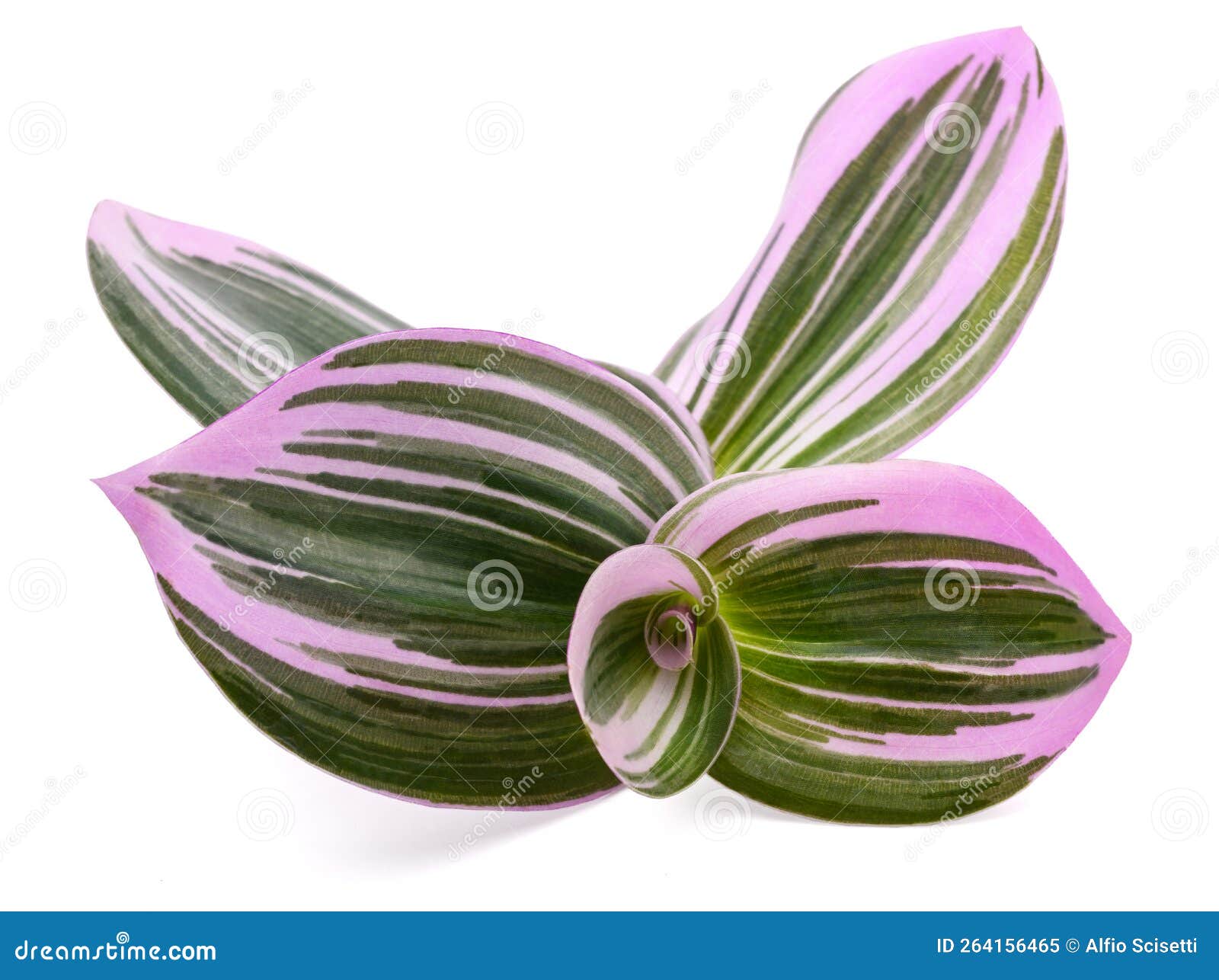 Tradescantia nanouk imagen de archivo. Imagen de hojas - 264156465