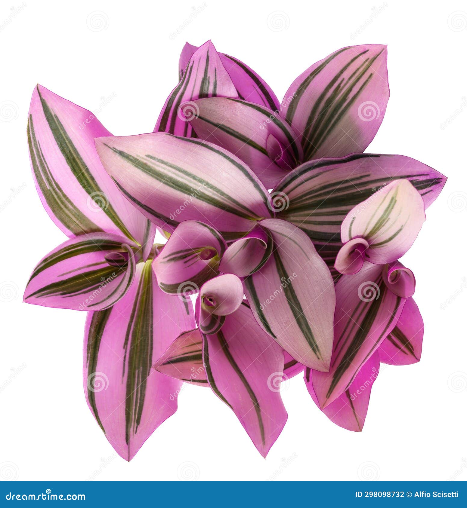 Tradescantia Nanouk plant stock photo. Image of succulent - 298098732