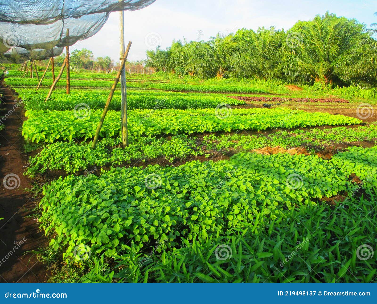 Traditional Farming in the Garden Stock Image - Image of garden ...
