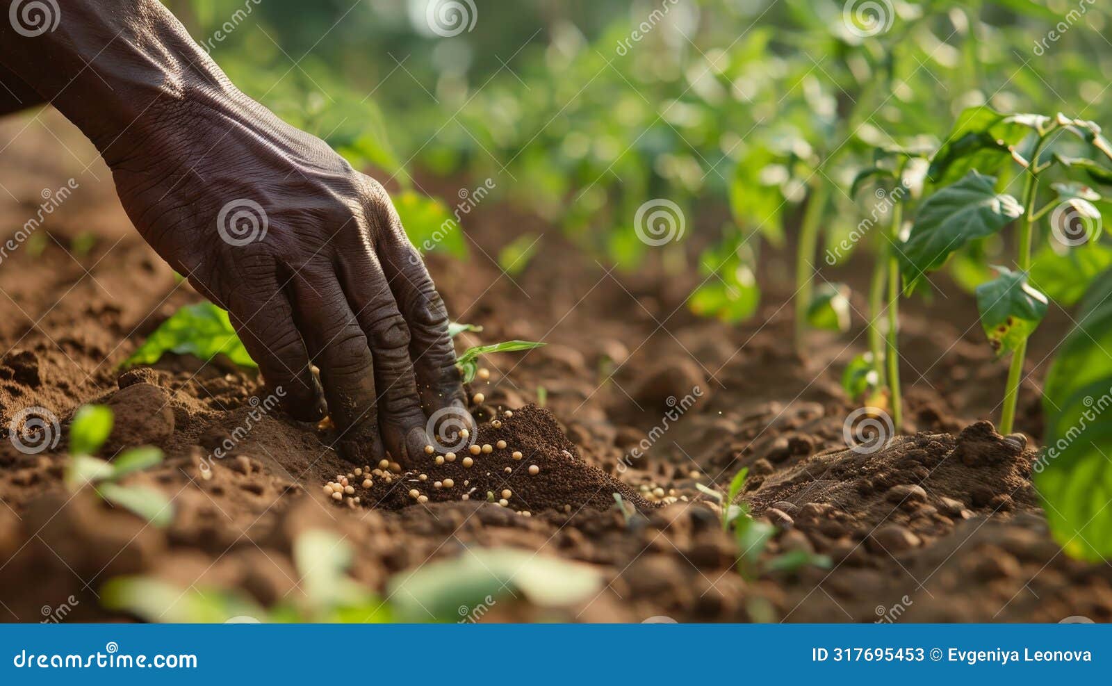 Traditional Agricultural Techniques Farmers Planting Seeds Manually ...