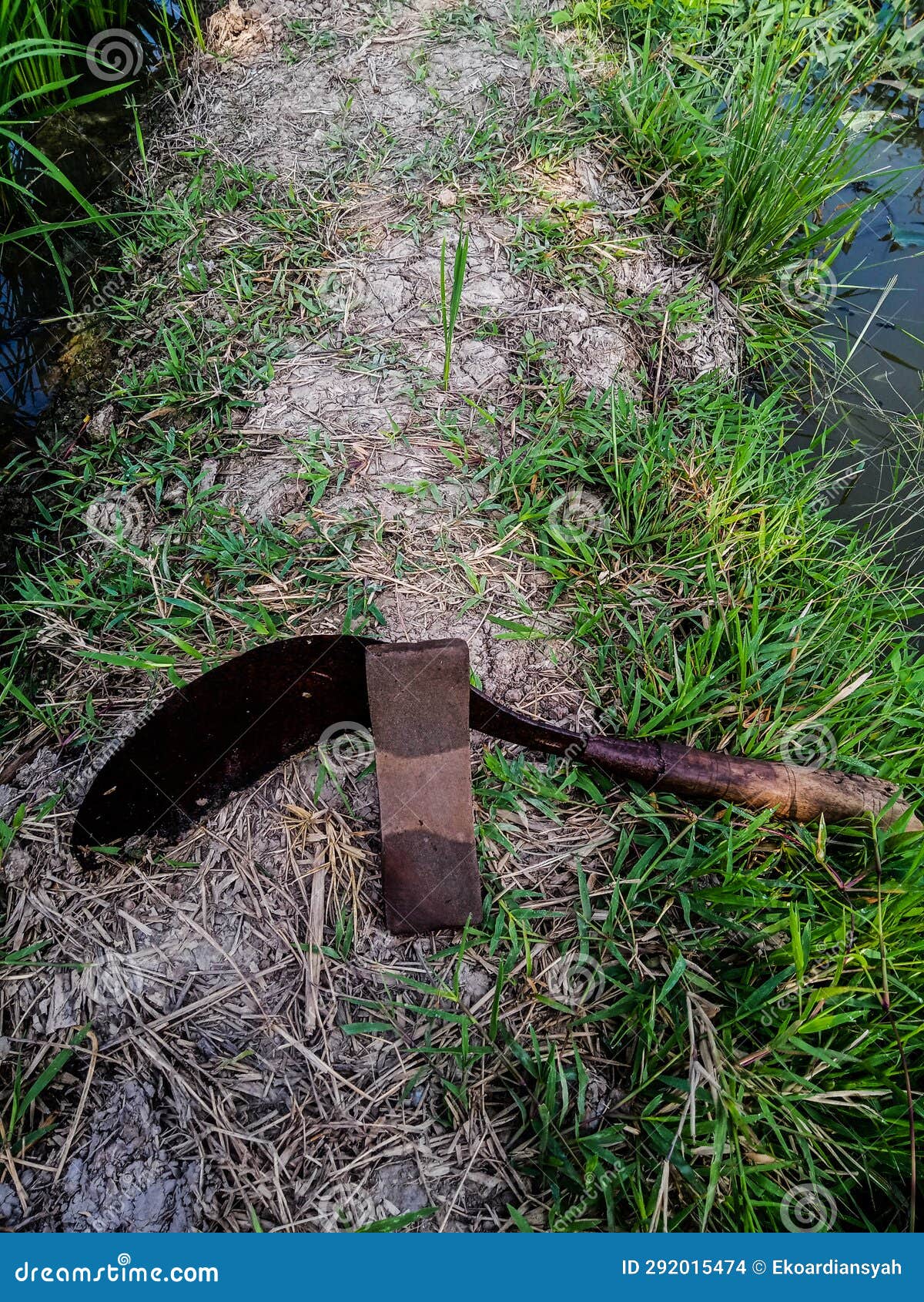 Traditional Agricultural Tools for Cutting Grass Stock Photo - Image of ...