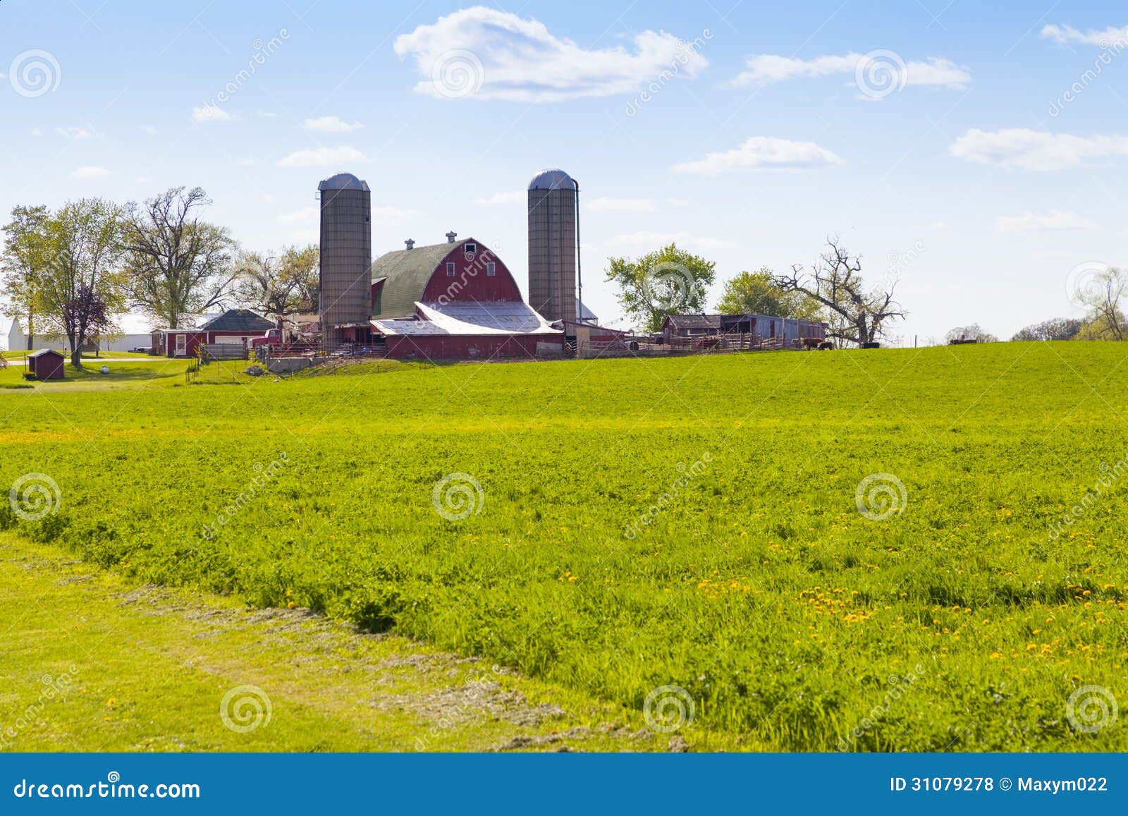 Traditional American Farm stock photo. Image of cattle - 31079278