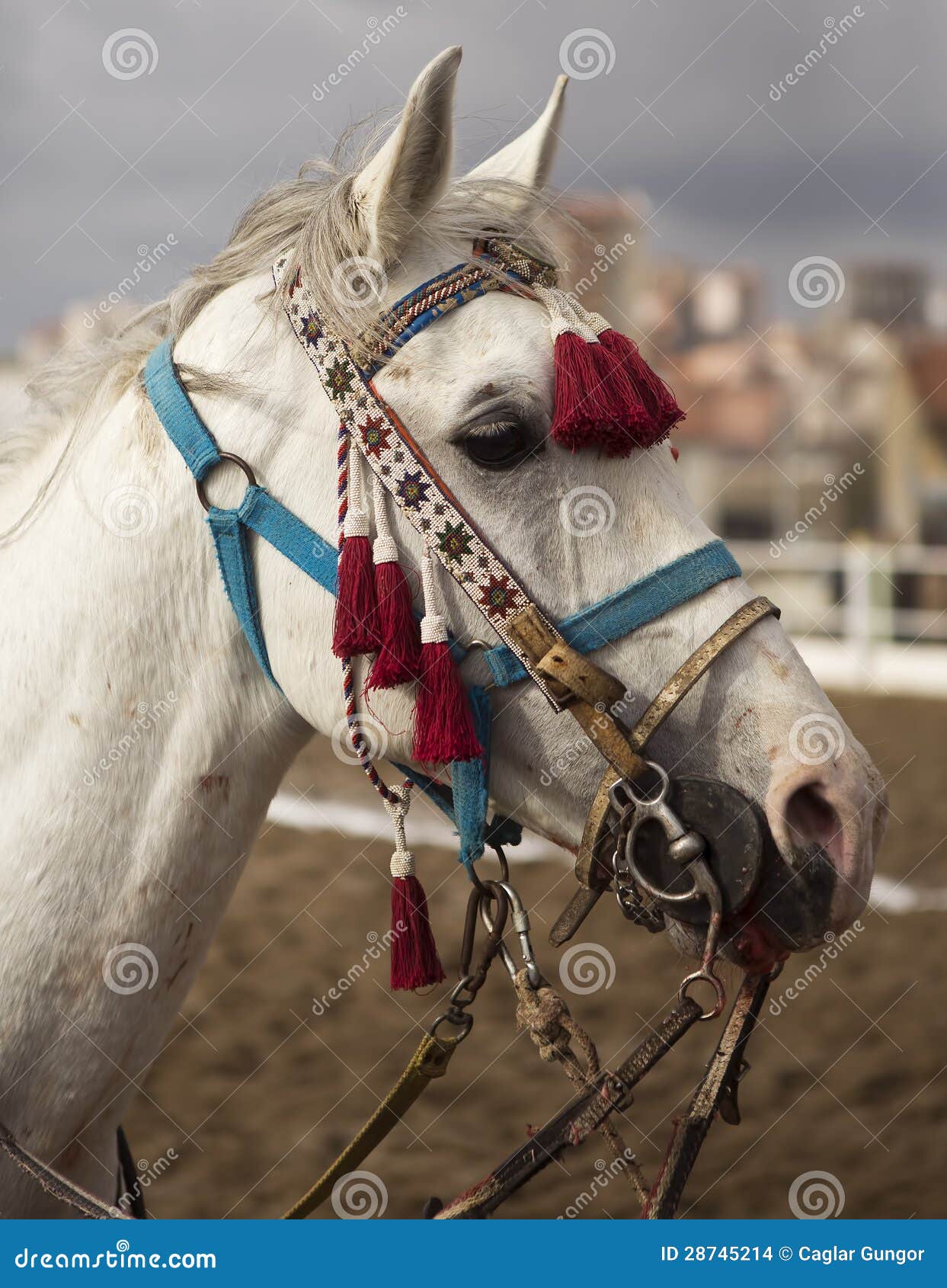 Traditional Anatolian Jereed Horse Stock Photo - Image of equestrian ...