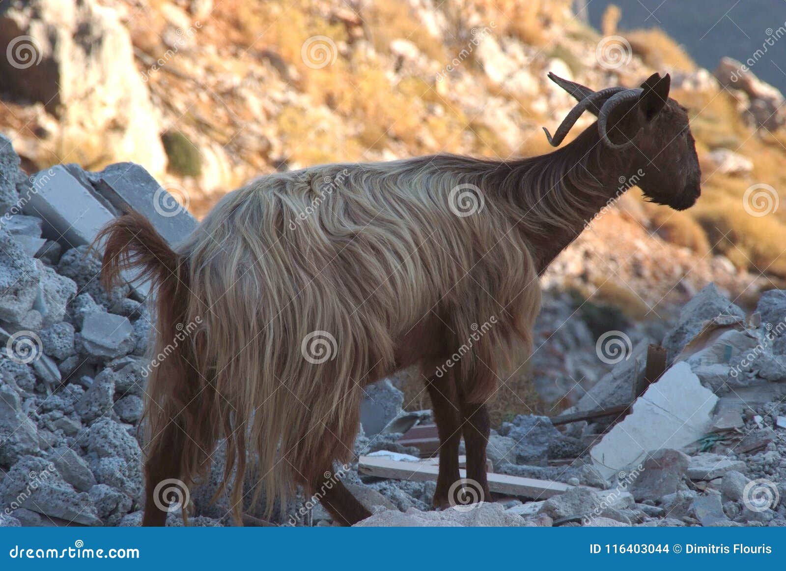Crete stock photo. Image of crete, kreta, greece, animal - 116403044