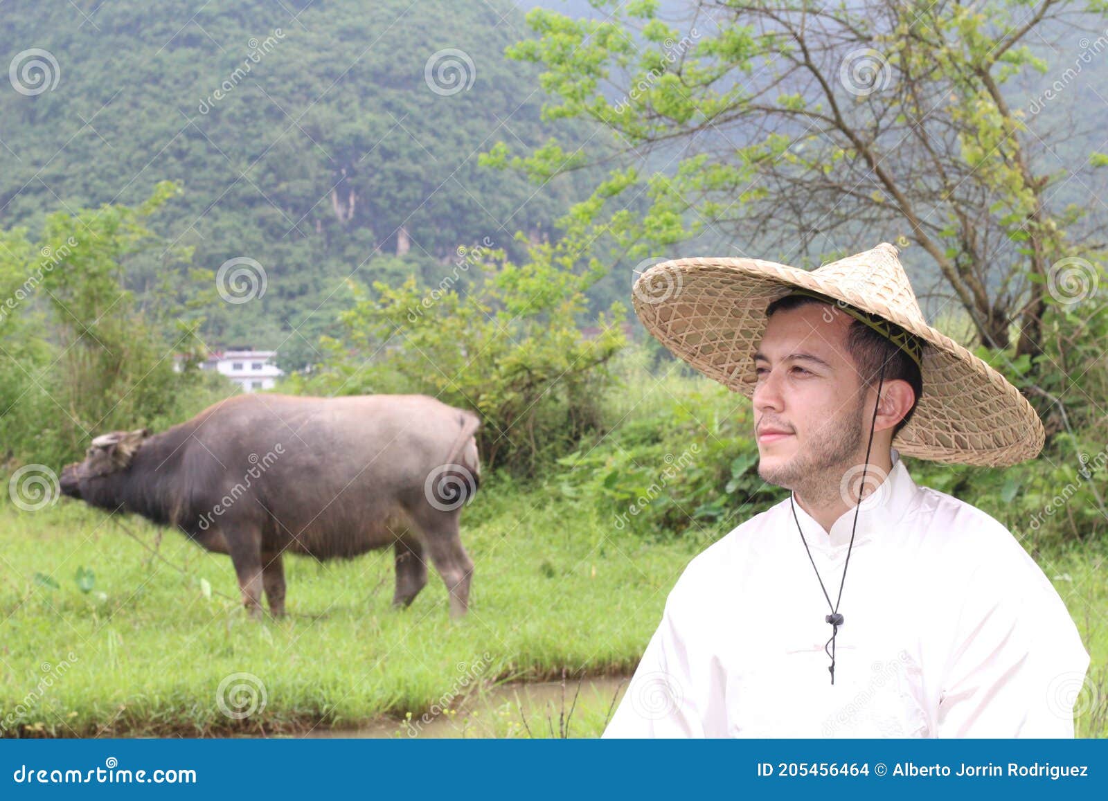 Traditional Asian Farmer with Ox Stock Photo - Image of asian, bullock ...
