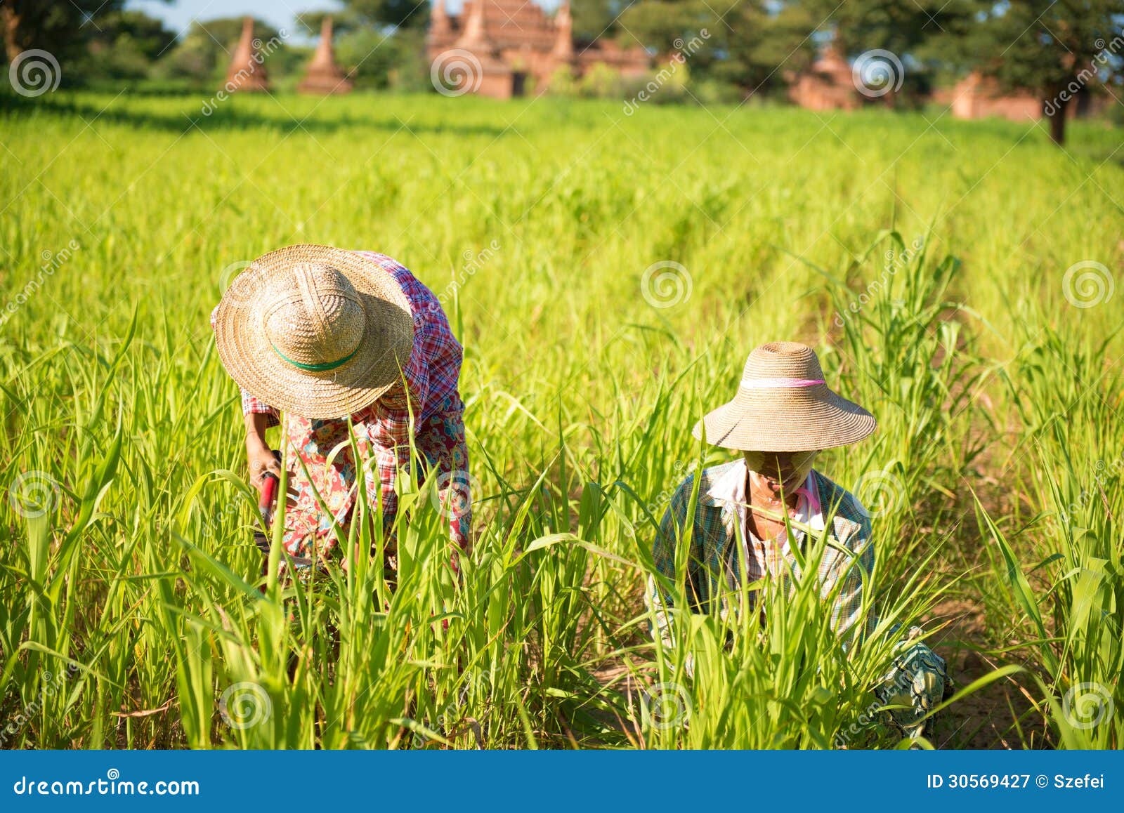 Traditional Asian Farmers Working Stock Image - Image of burmese ...