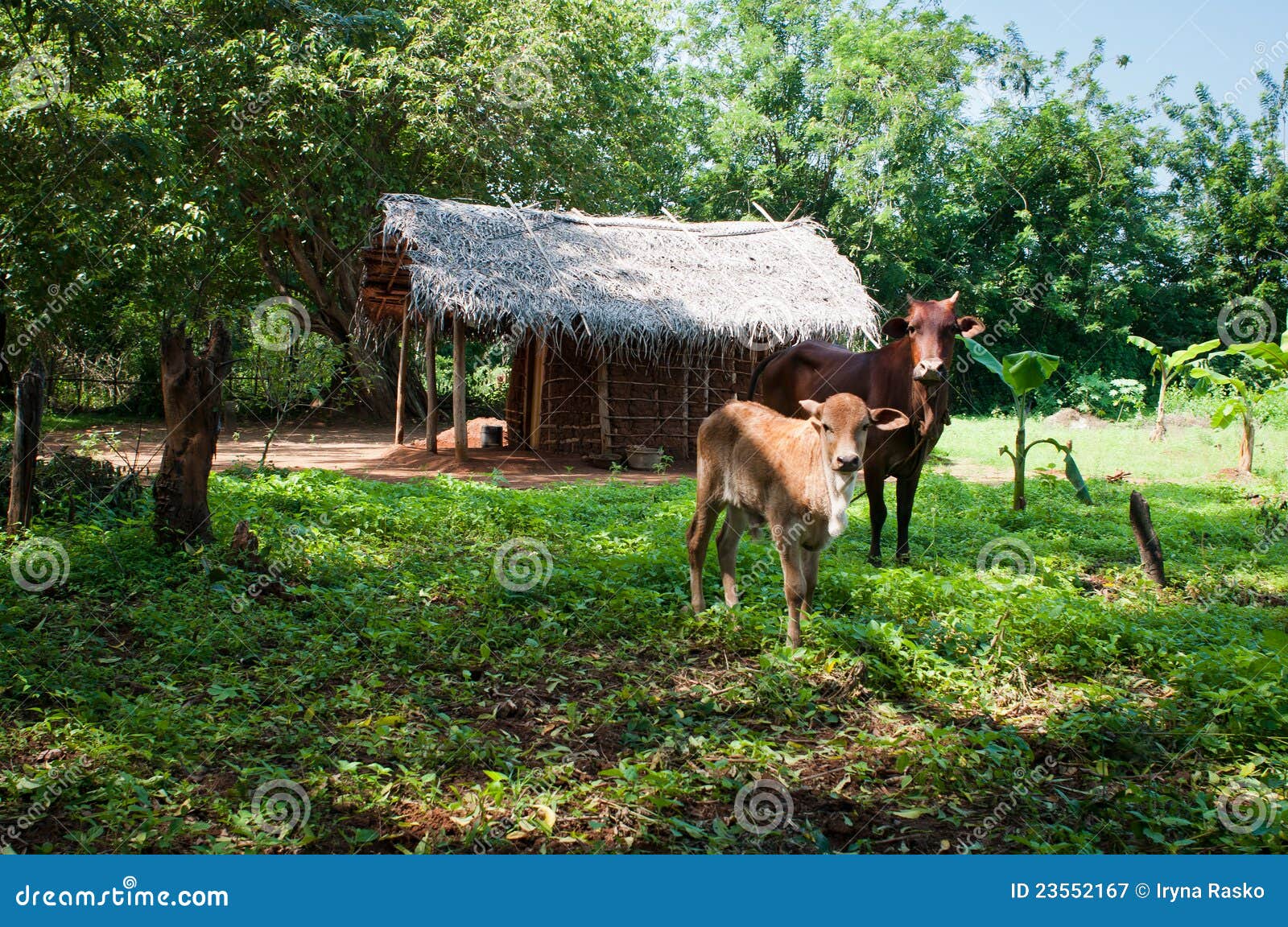 Traditional Asian Rural House and Cows Stock Image - Image of lodge ...