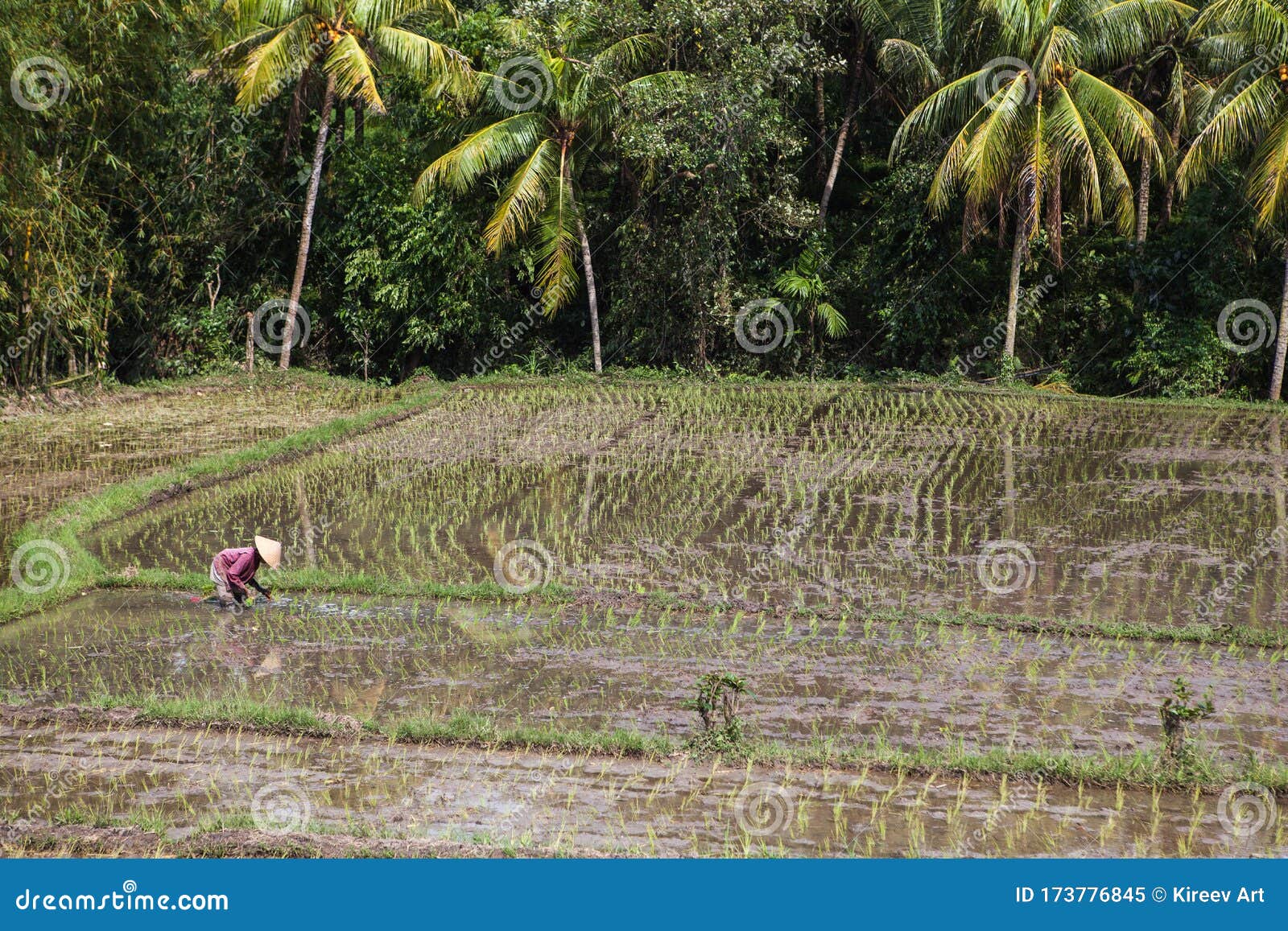 Traditional Balinese Rice Fields and Seasonal Harvest. Stock Image ...