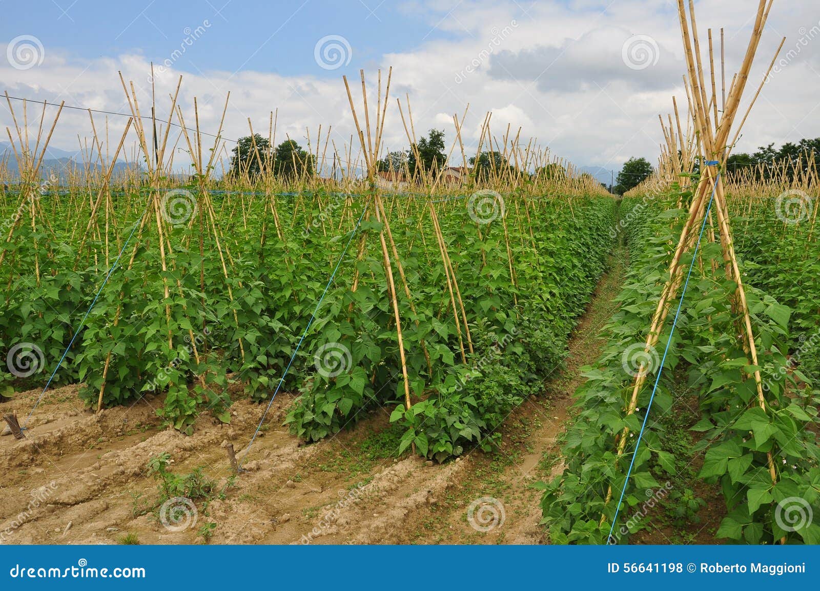 Traditional Bean Farm. Farming in Piemonte, Italy Stock Photo - Image ...