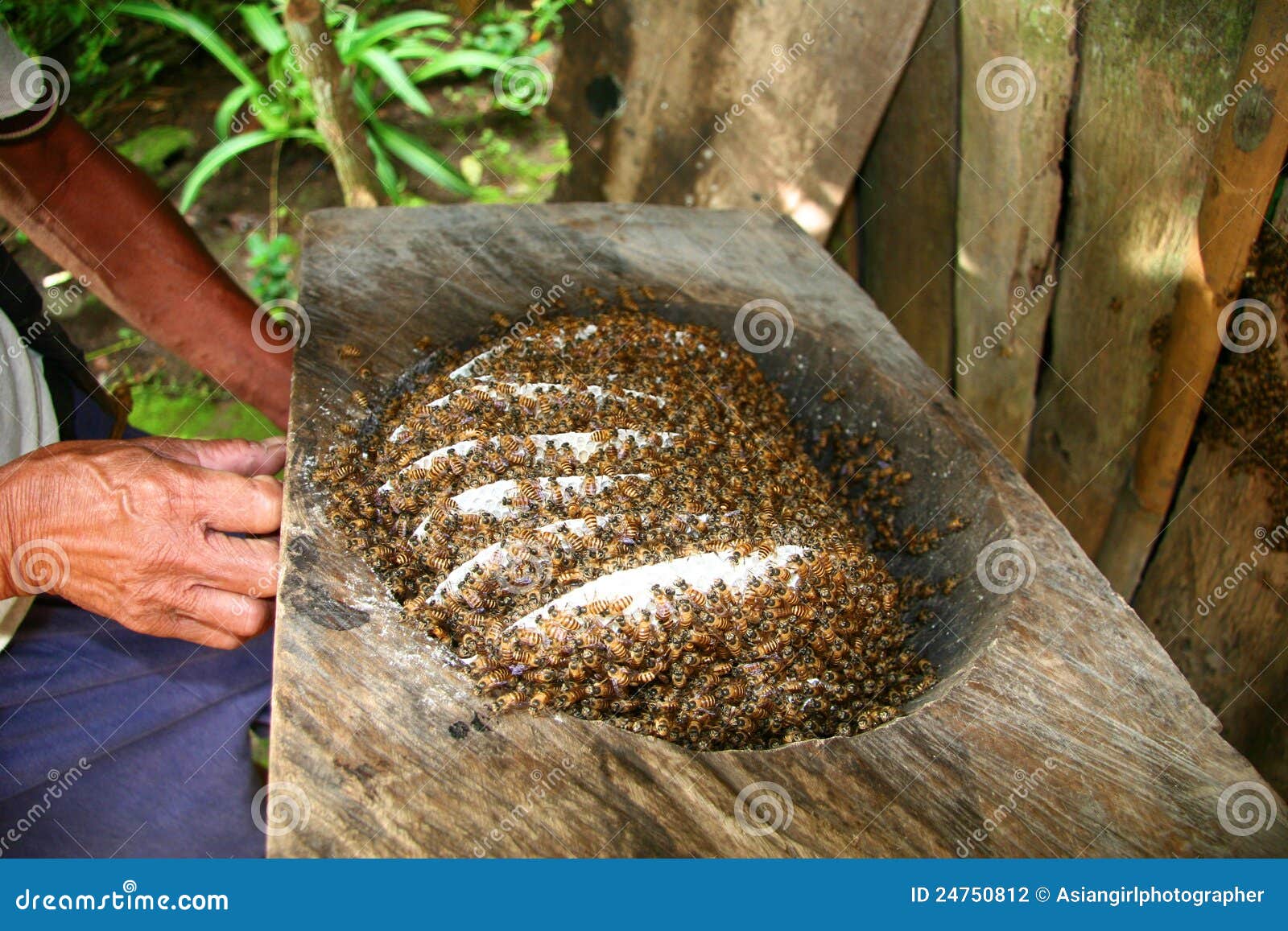 Traditional Beekeeper stock photo. Image of pollen, yellow - 24750812