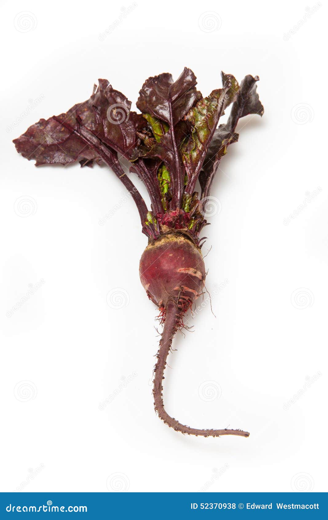 Traditional Beetroot stock photo. Image of gourmet, beet - 52370938