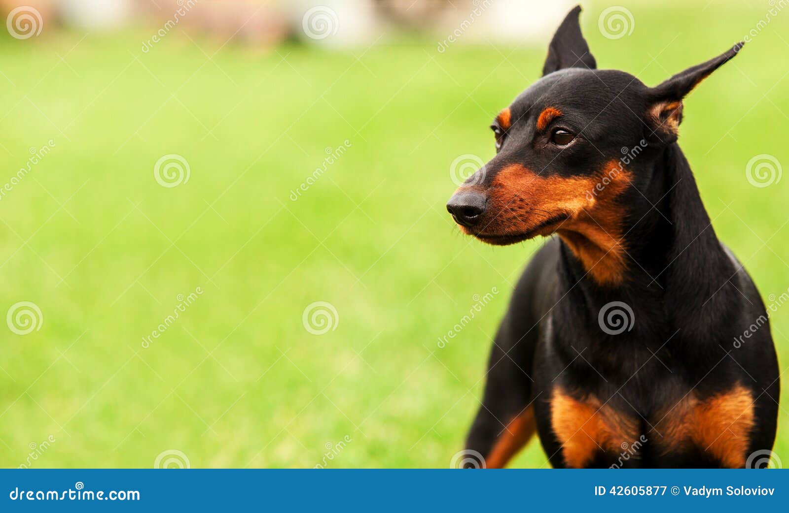 Traditional Black and Tan / Rust Doberman Pinscher Portrait Stock Image ...