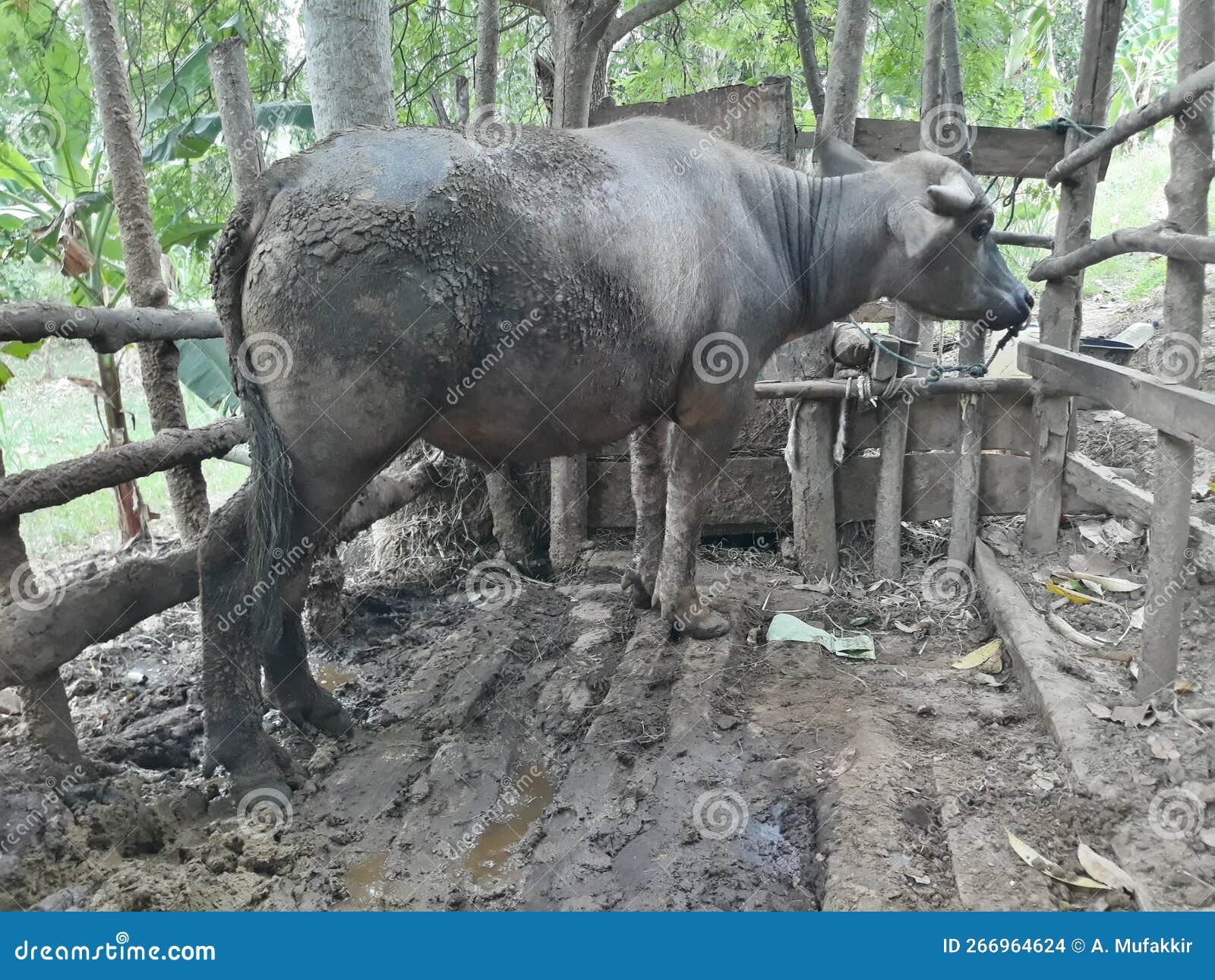 Traditional Buffalo Cattle Pen in Village Stock Photo - Image of cattle ...