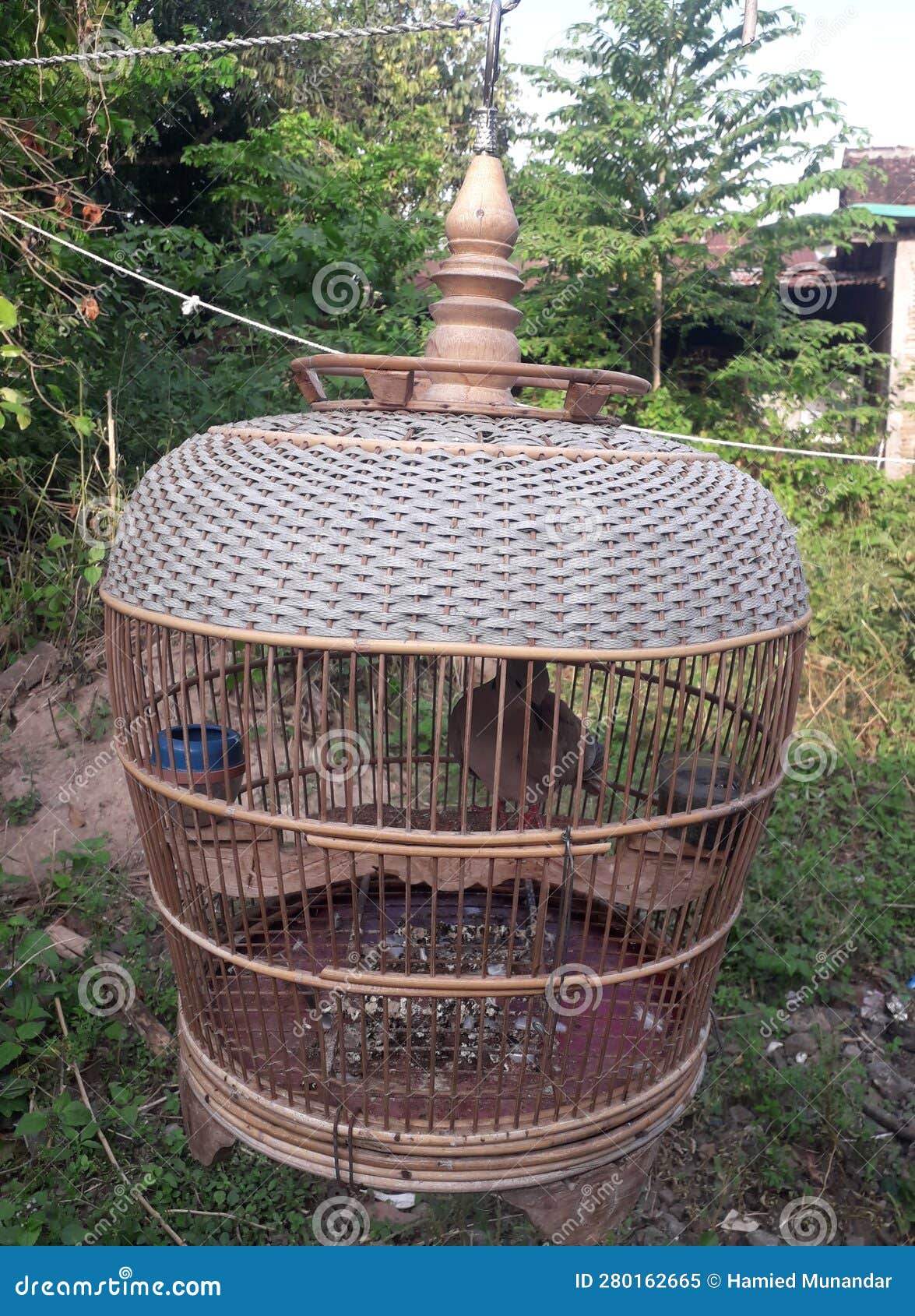 Traditional Cage Bird Image Stock Image - Image of classic, cage: 280162665
