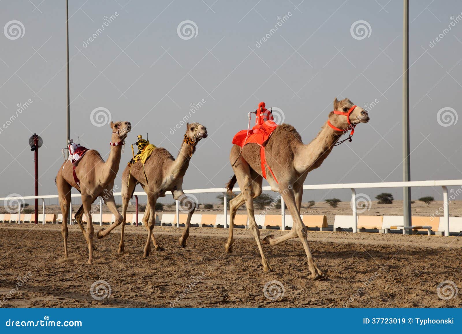 Traditional Camel Race in Doha Stock Image - Image of gulf, doha: 37723019