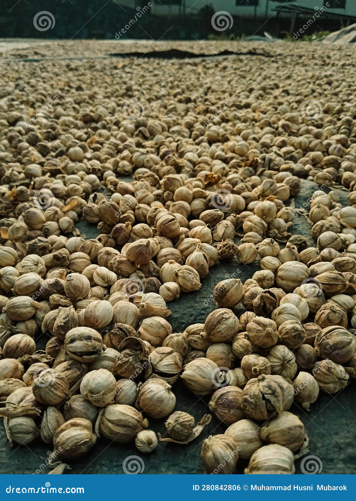 Traditional Cardamom Herbal Drying Process Stock Photo - Image of ...