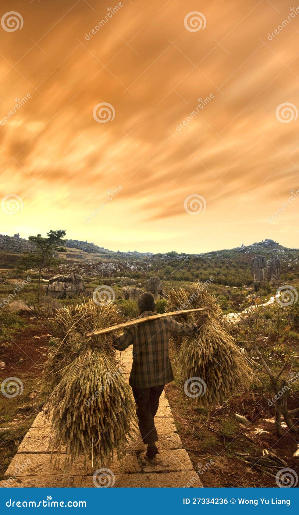 A Traditional Chinese Farmer Harvesting Editorial Photo - Image of ...