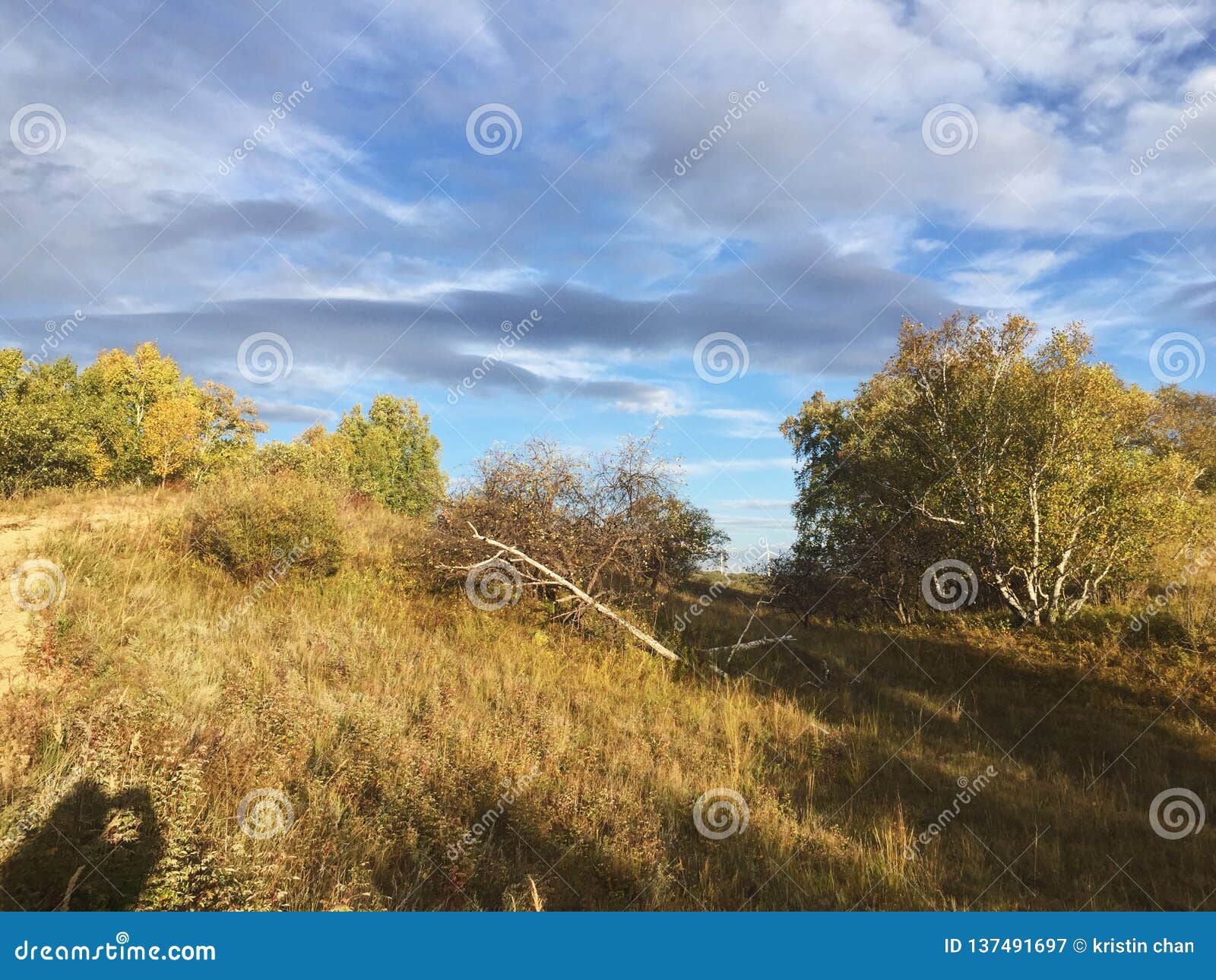Traditional chinese forest stock image. Image of traditional - 137491697