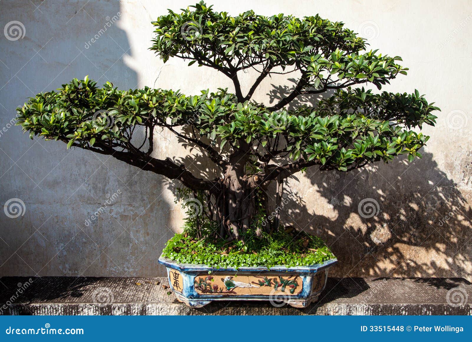 Traditional Chinese Garden with Bonsai Tree Stock Photo - Image of size ...