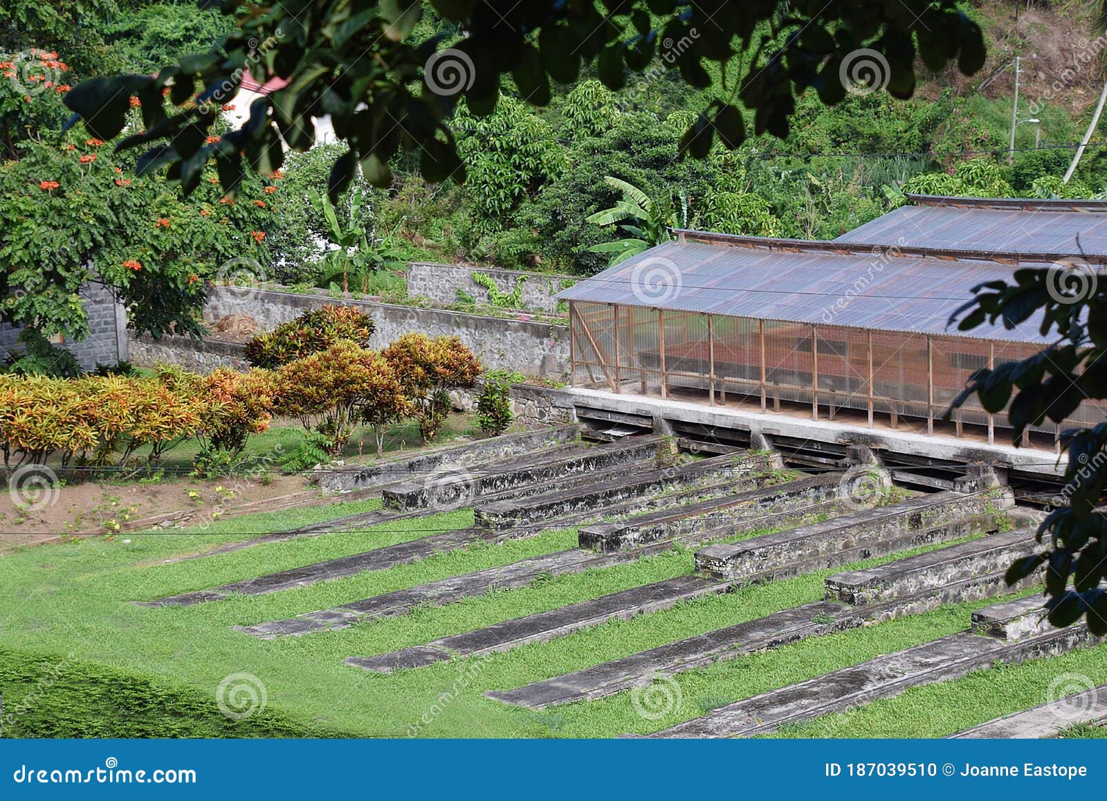Traditional Chocolate Drying Factory Stock Photo - Image of green ...