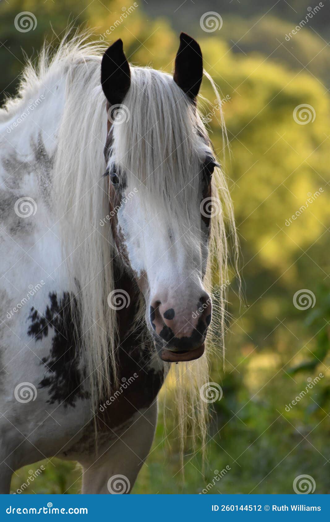 Traditional Cob Mare stock photo. Image of type, stallion - 260144512