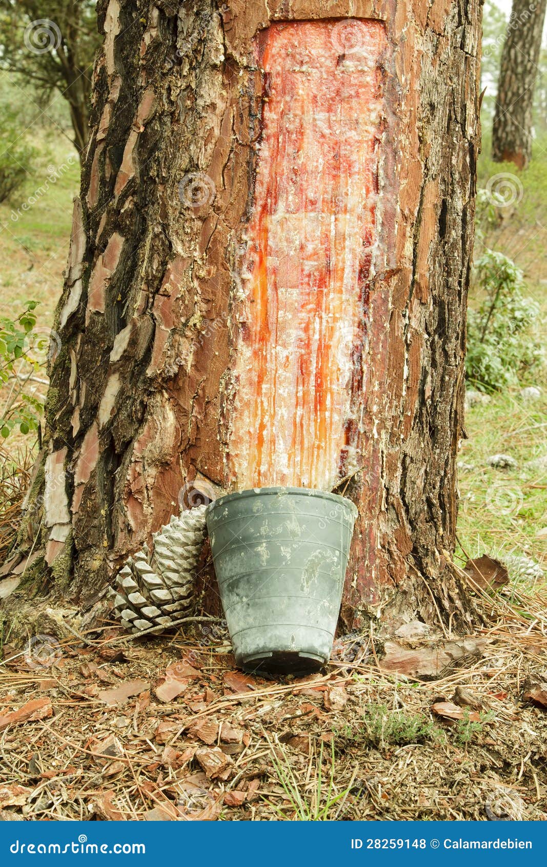 Traditional Collecting Resin Stock Photo - Image of outdoors ...