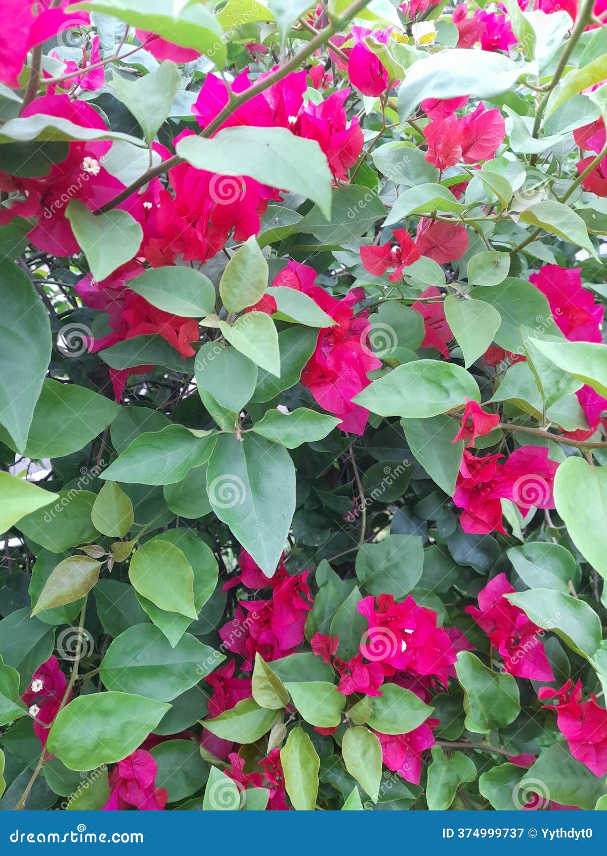 Traditional Cooking. Cook Water In A Large Pot Using Firewood Royalty ...