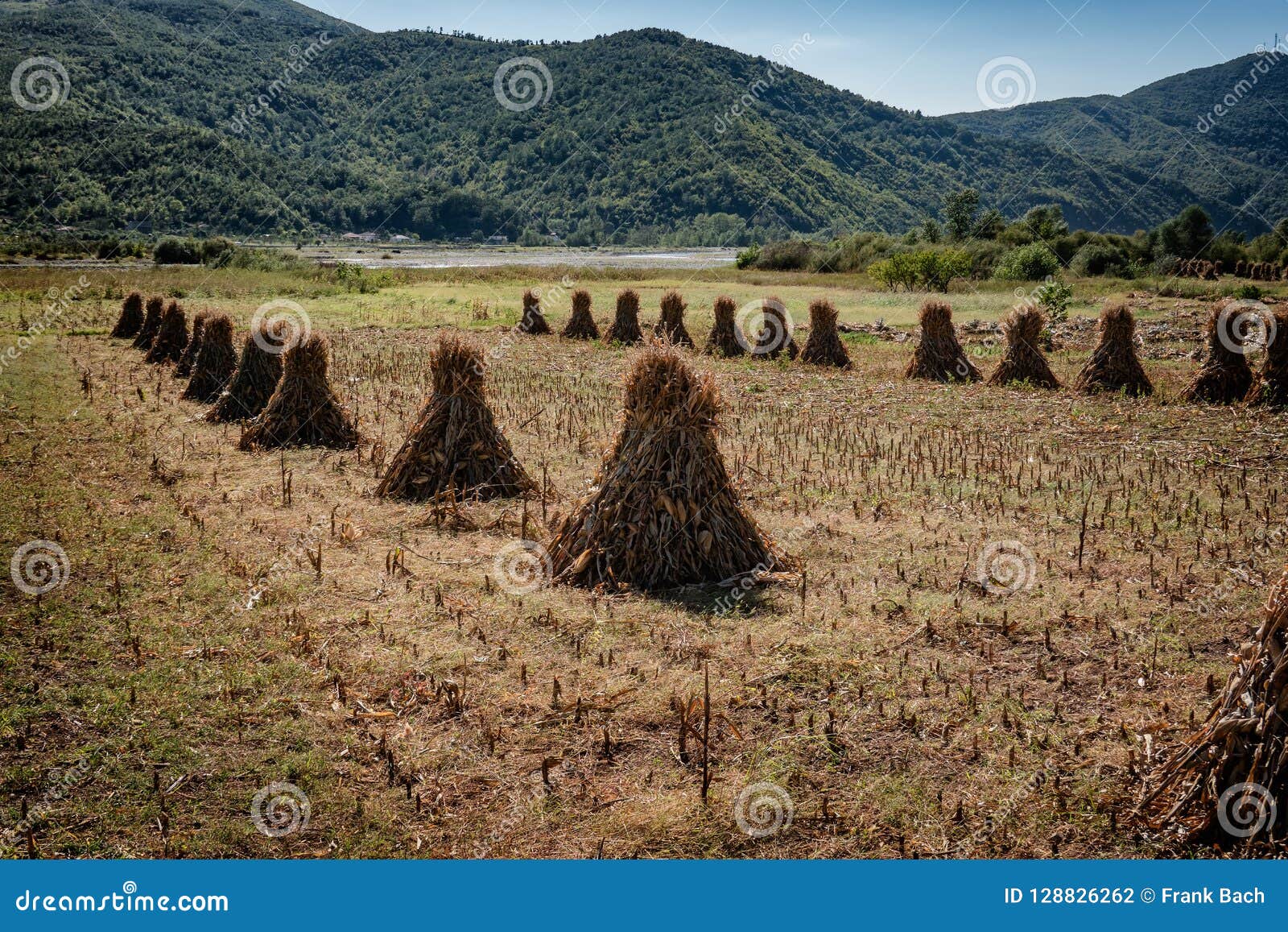 Traditional Corn Stacks on a Field in Albania Stock Photo - Image of ...