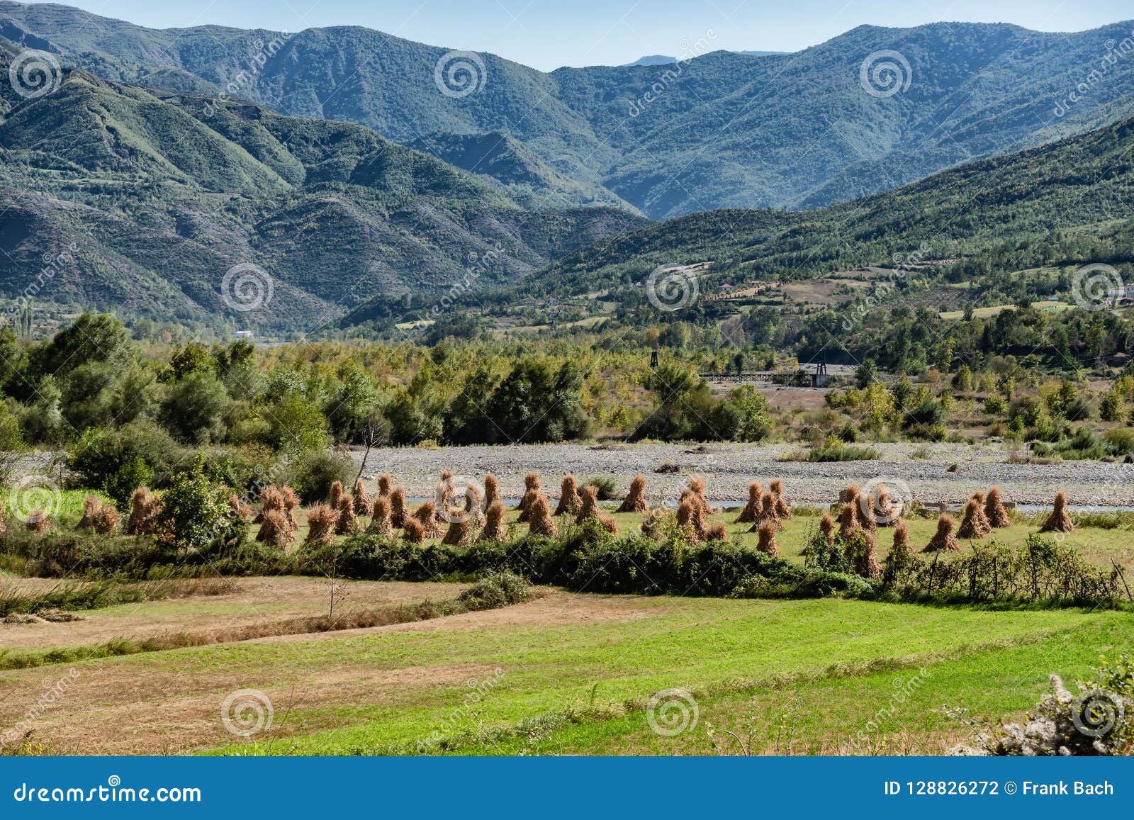Traditional Corn Stacks on a Field in Albania Stock Photo - Image of ...