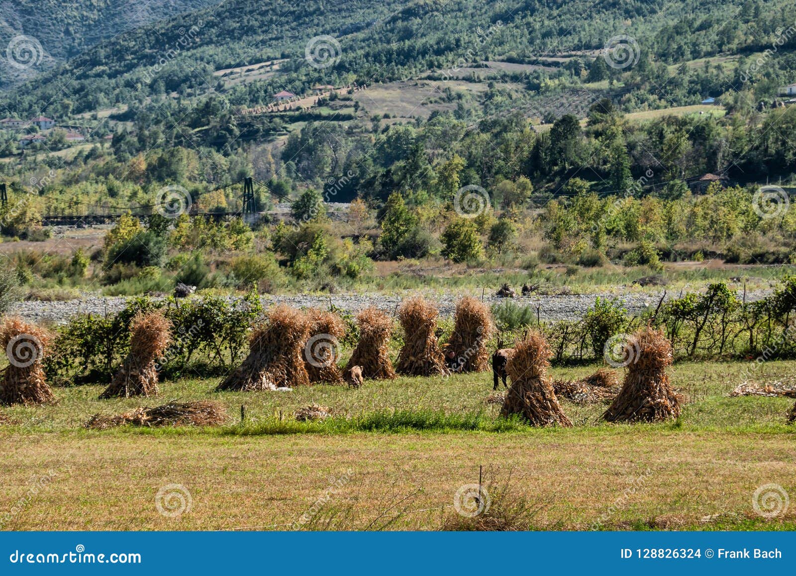 Traditional Corn Stacks on a Field in Albania Stock Photo - Image of ...